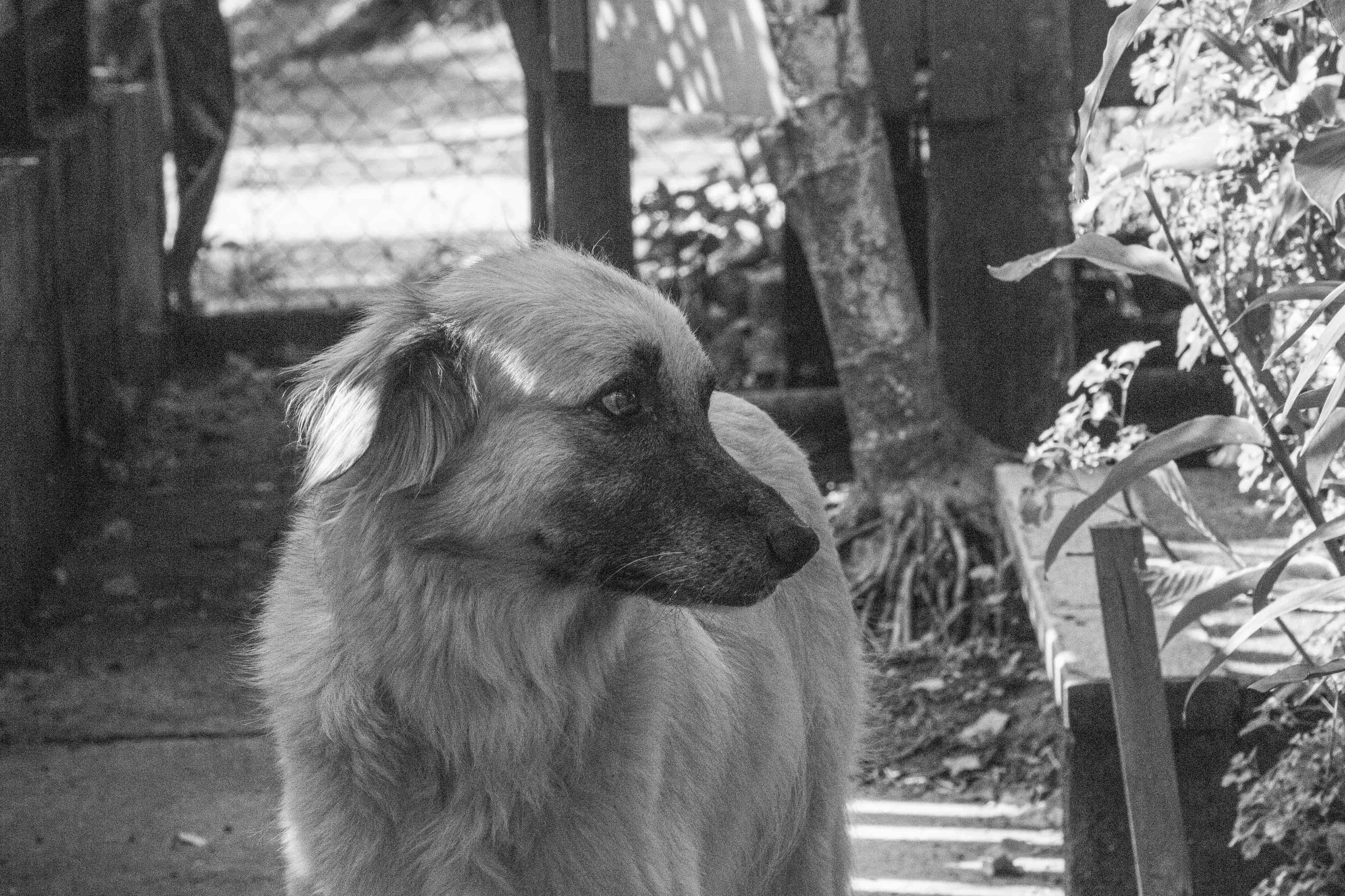 Quiet Watcher in the Garden