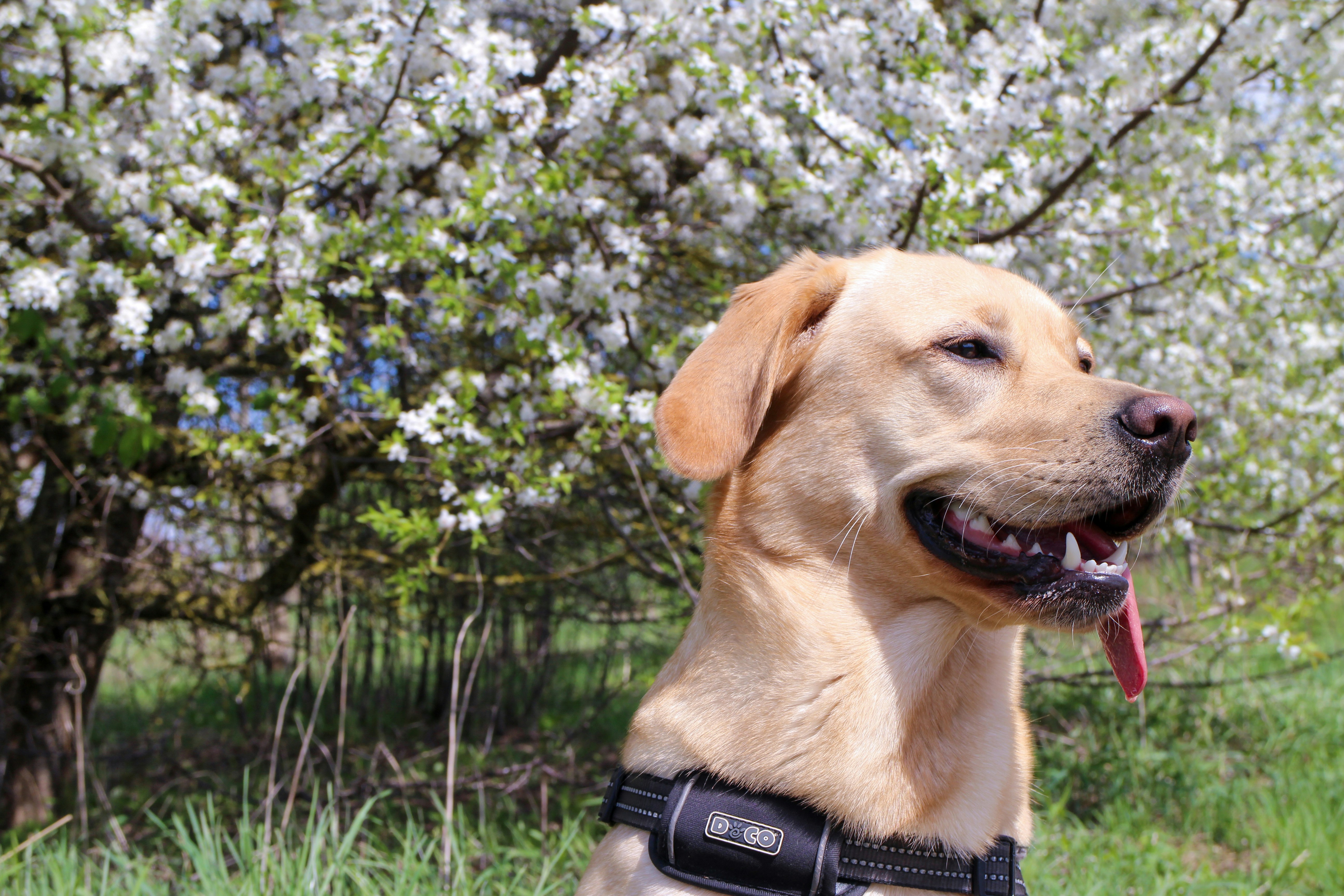 Sunlit Golden Retriever Amid Spring Blossoms