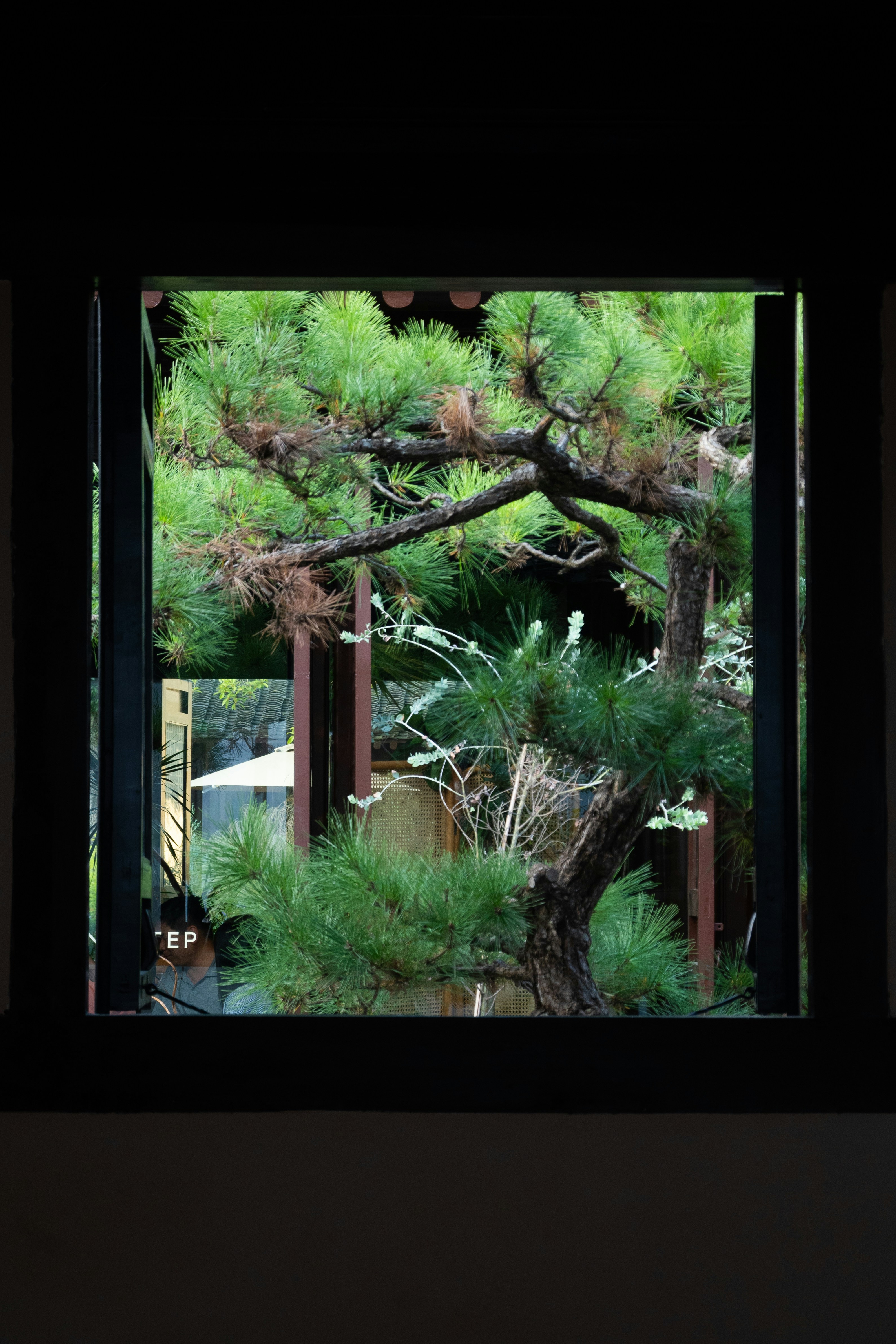A view of a pine tree through a window photo – Free Tree Image on Unsplash