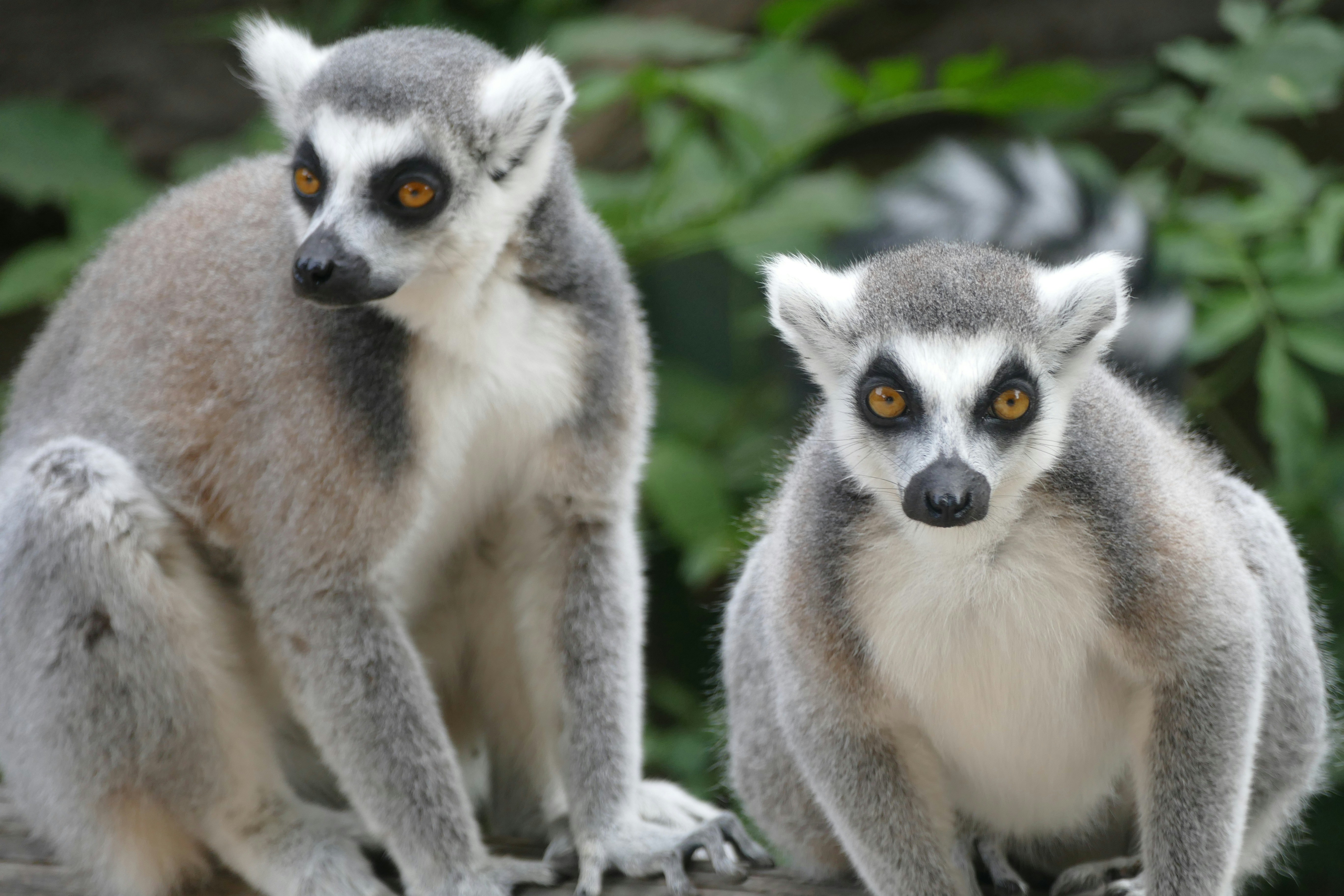 A couple of animals sitting on top of a wooden table photo – Free Lemur ...