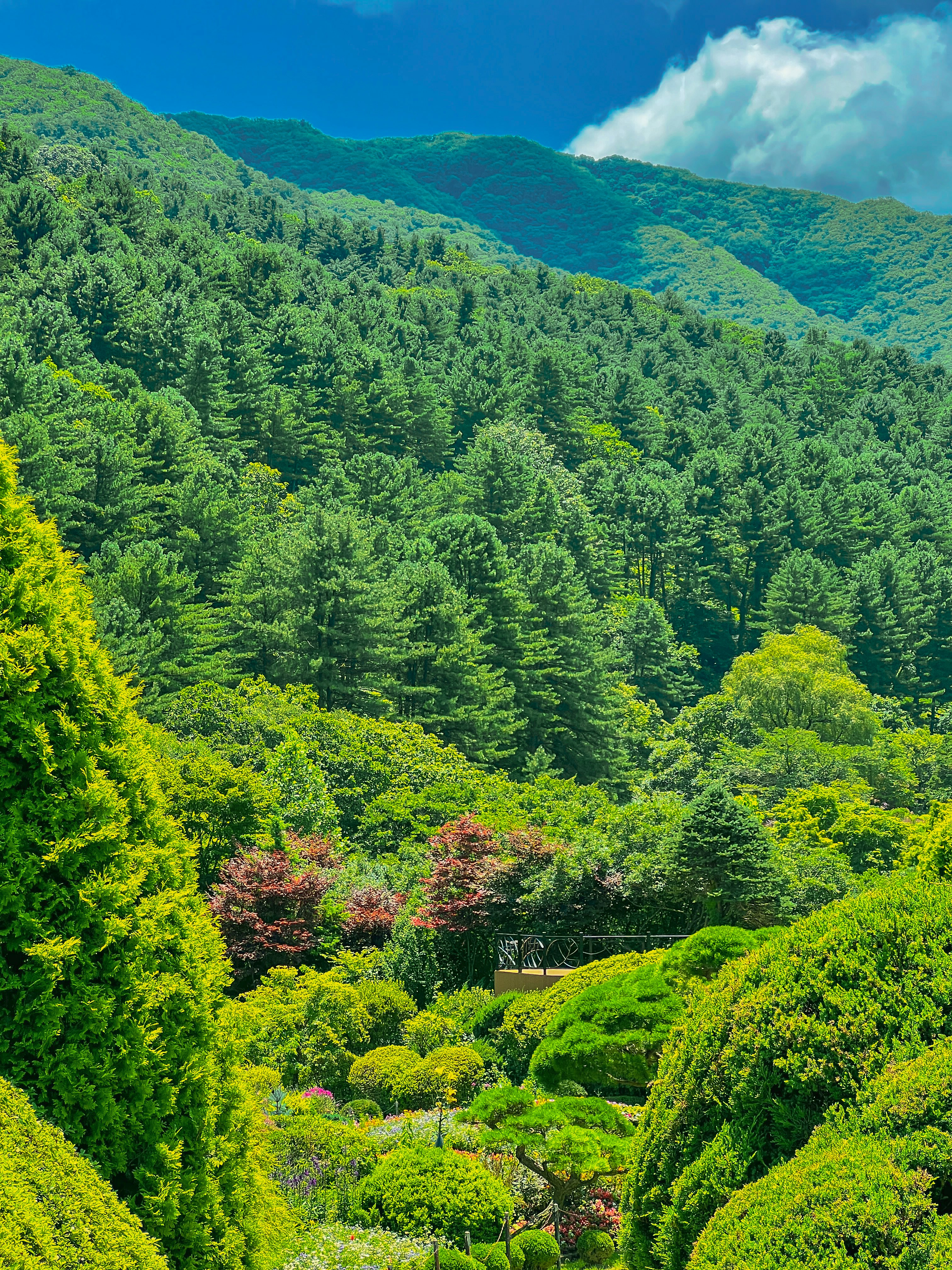 Emerald Canyon: A Sunlit Forest Woven with Pines