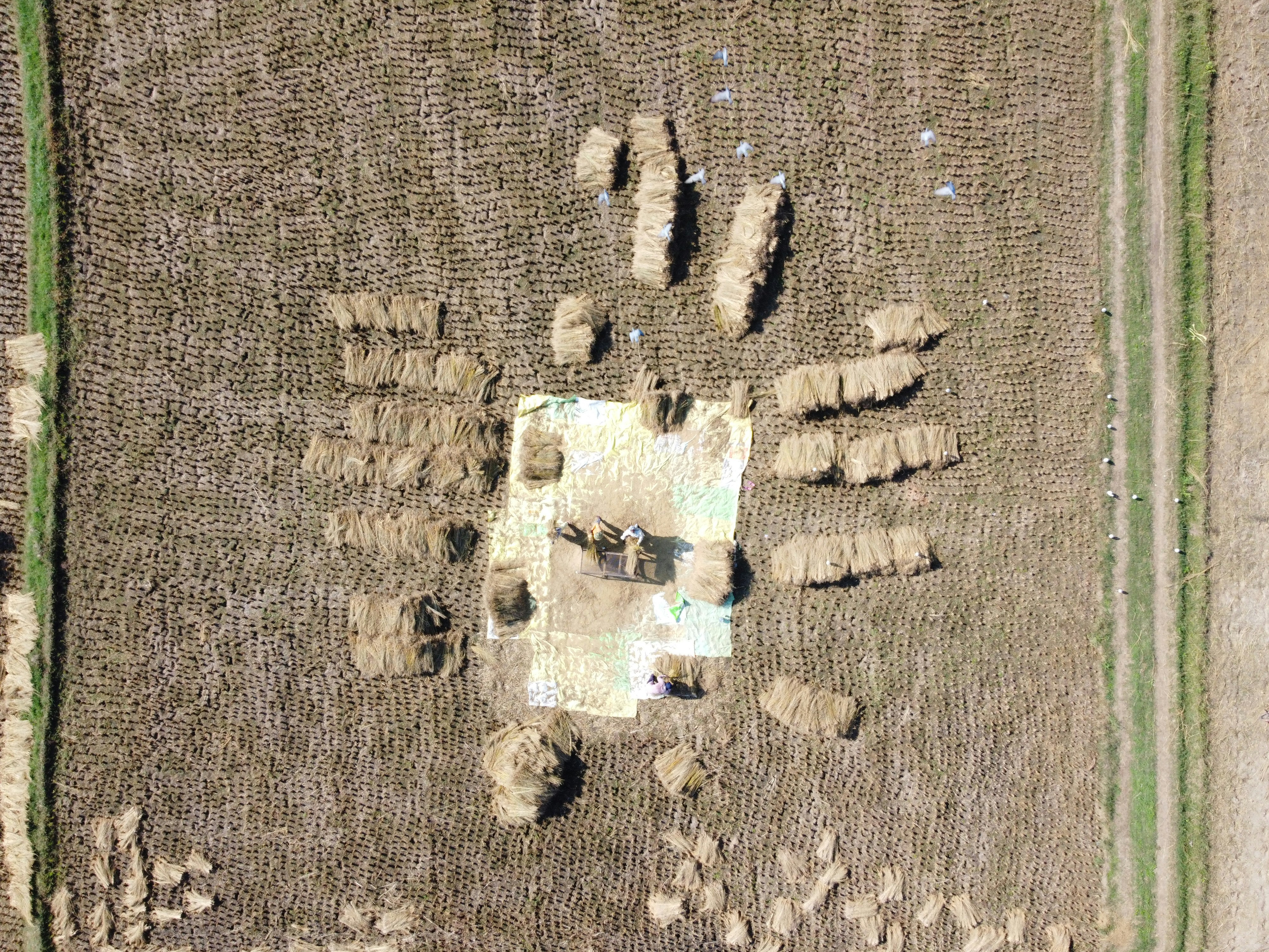 Haystack Geometry: Central Shelter Ringed by Radiating Bales