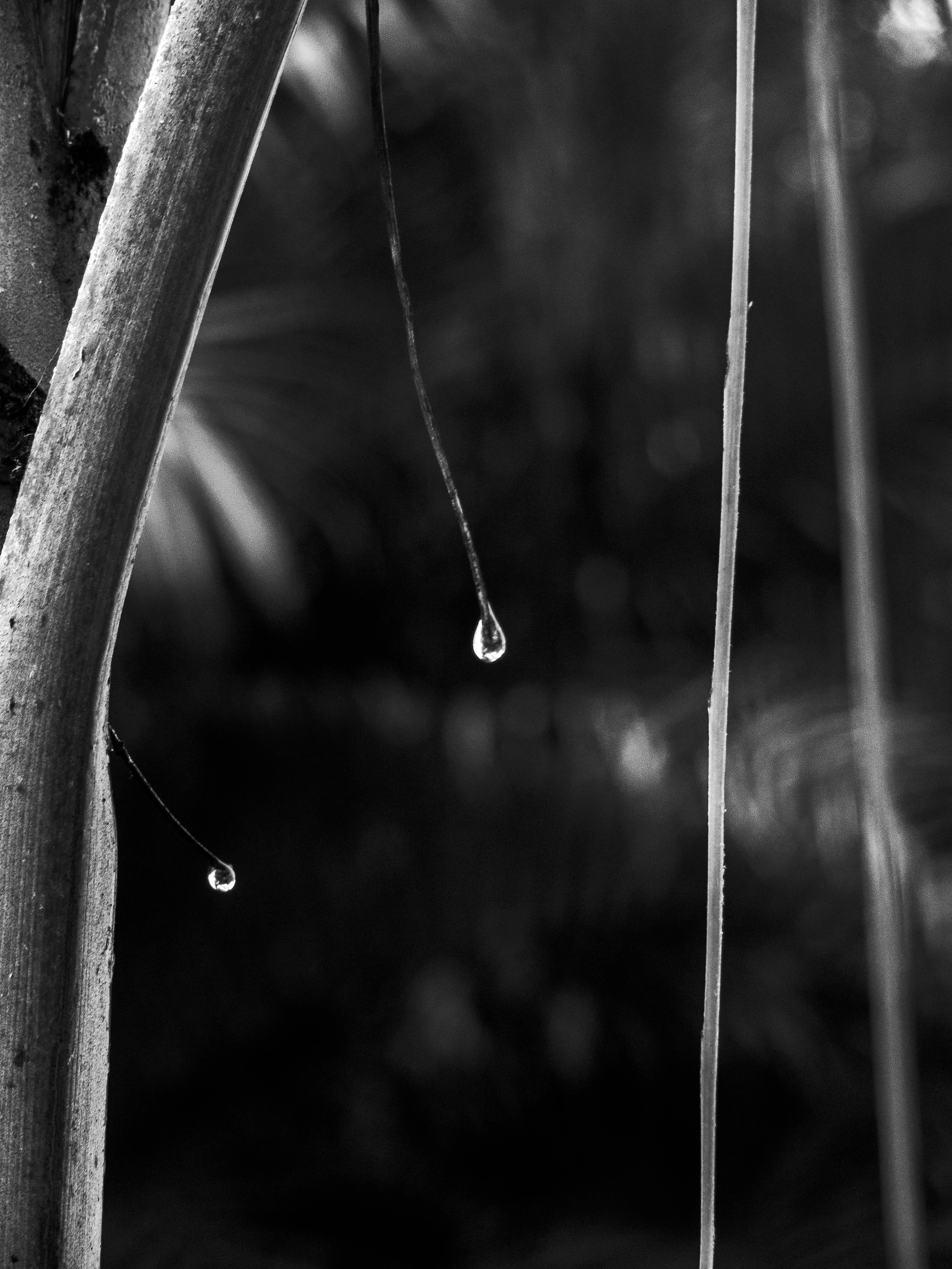 Close-up photograph of dew beads clinging to thin vines in black and white, with a blurred natural background highlighting delicate refraction.