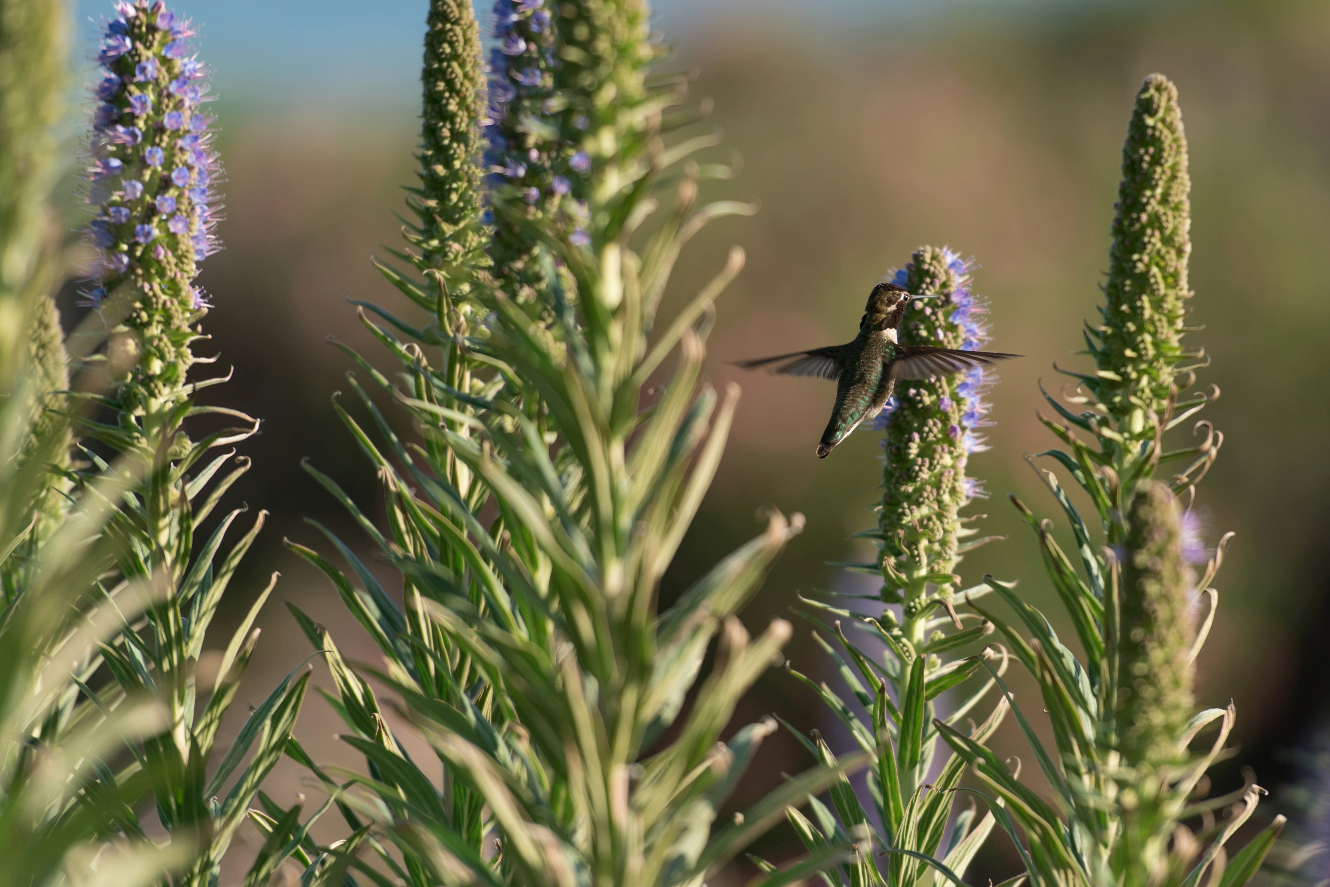 Hummingbird on purple flowers in California