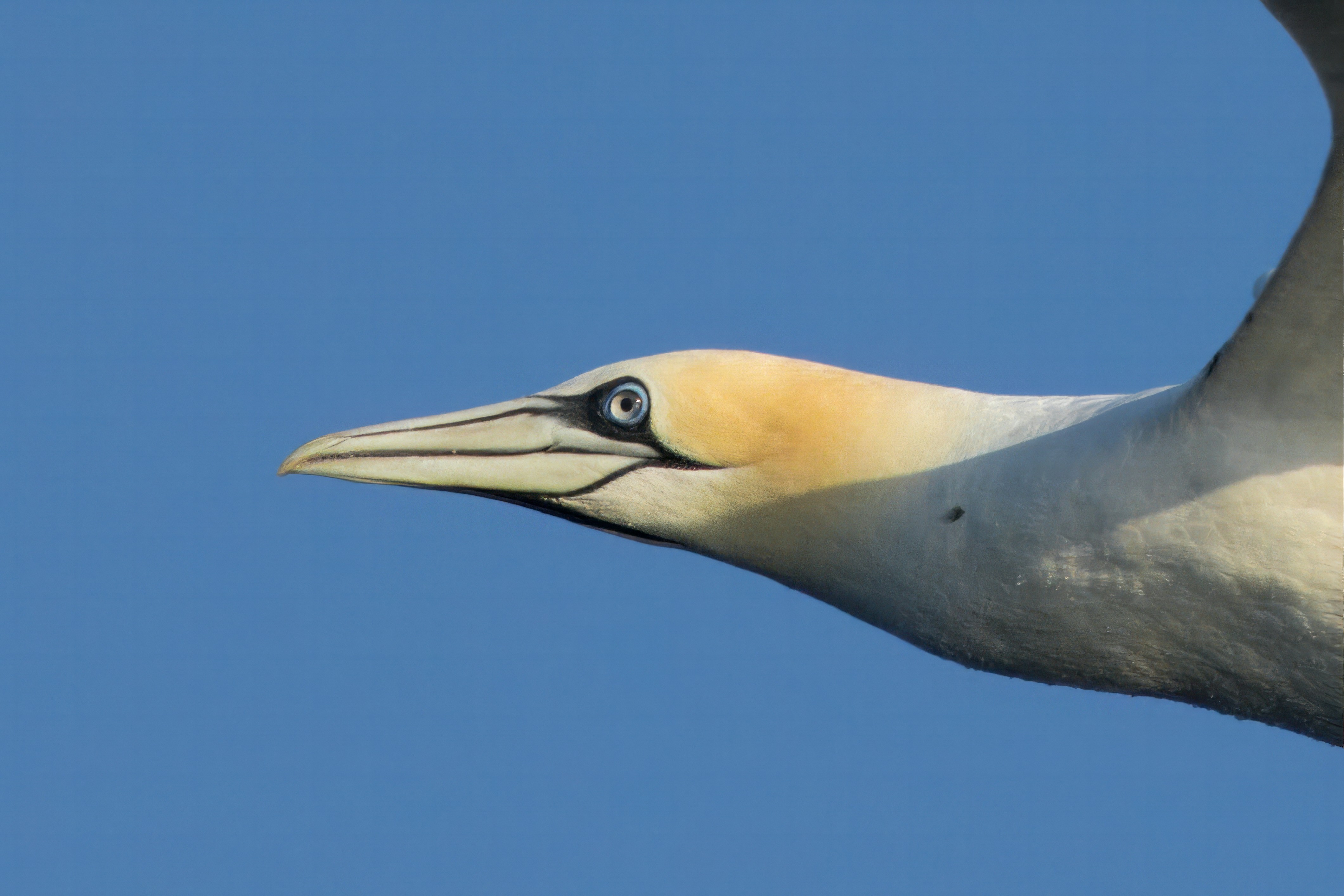 Gannet in Profile: Golden Crown Against the Blue Sky