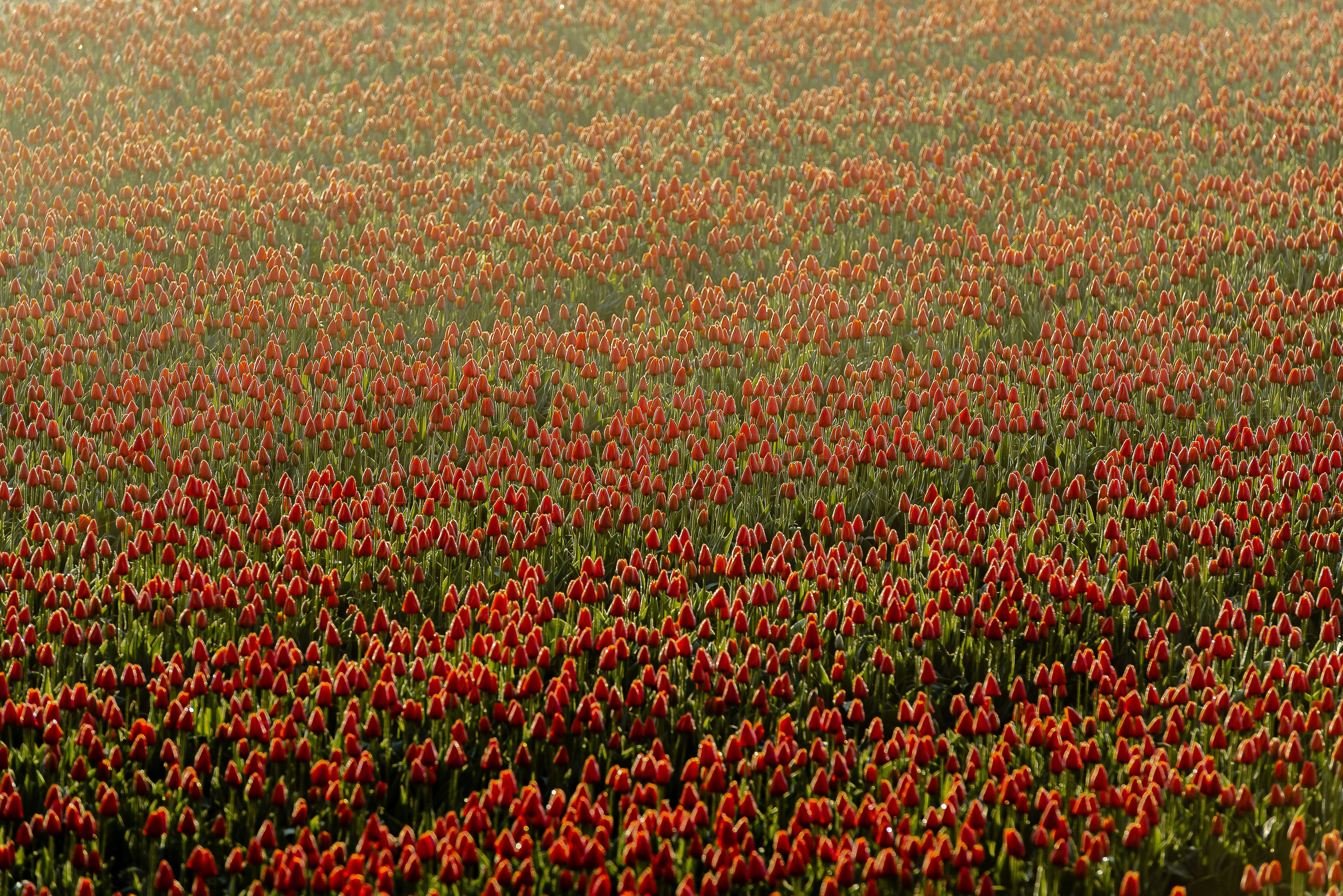 Expansive field of red tulips under soft daylight.