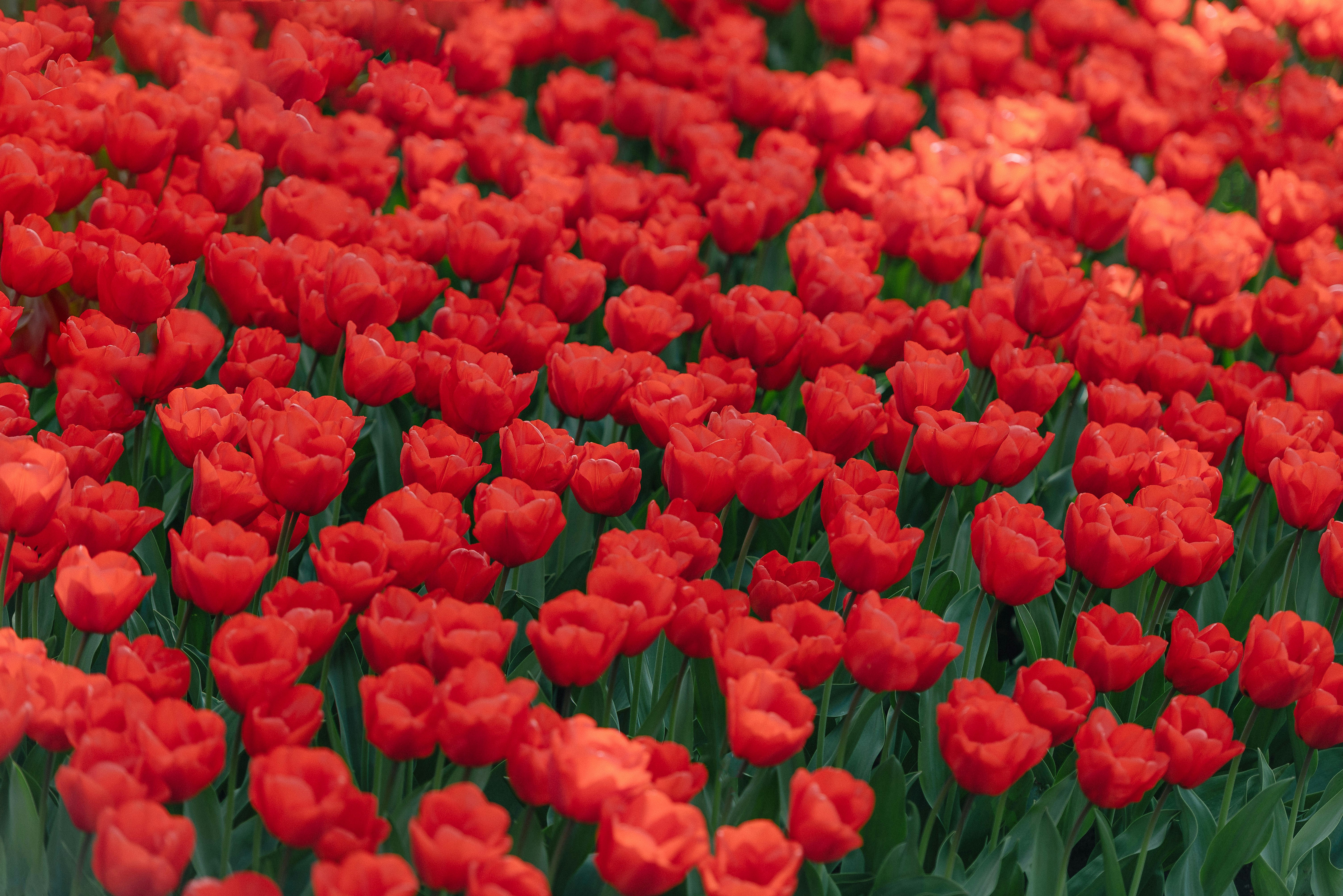 Field of red tulips in the gardens of Keukenhof
