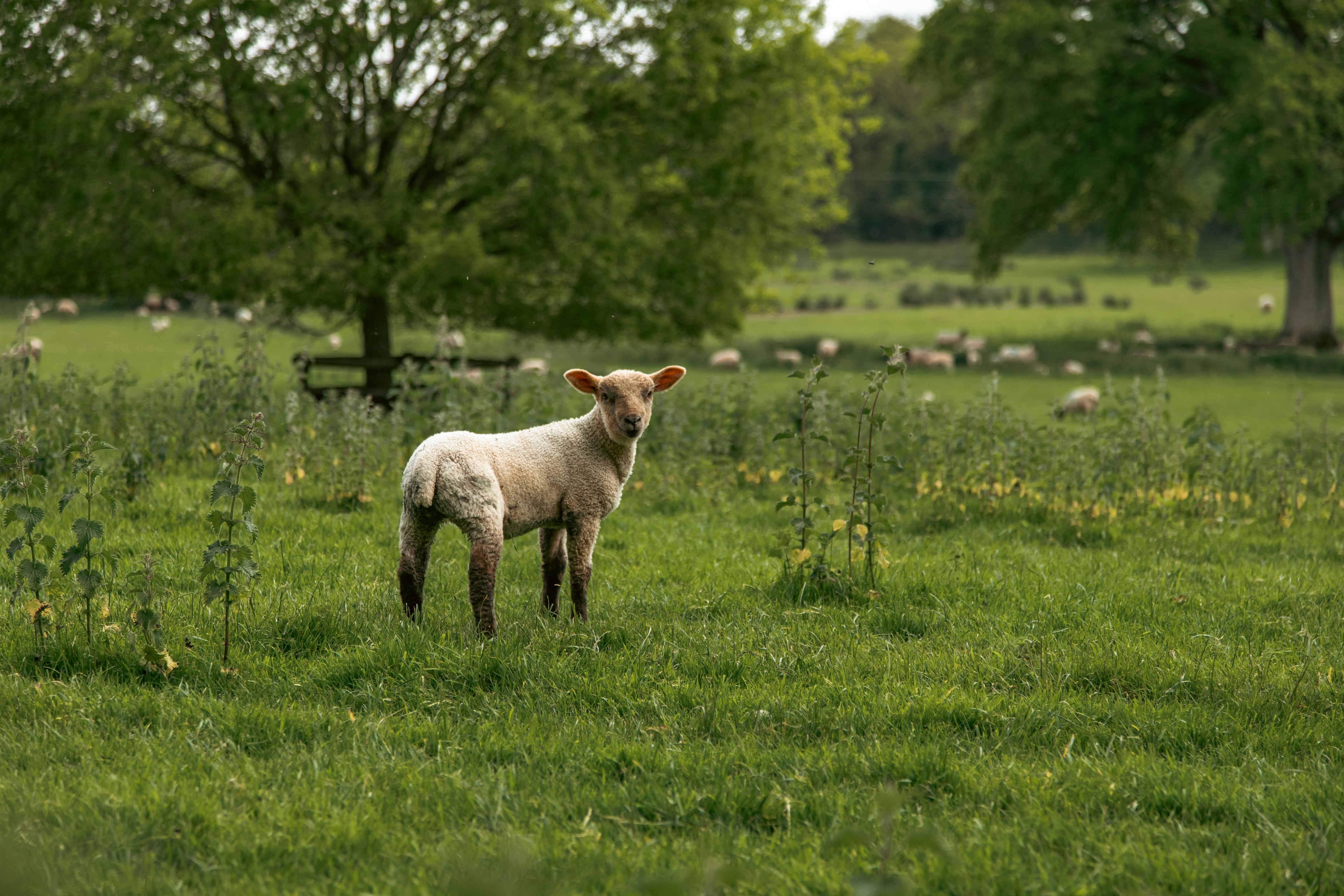 A small lamb standing in a field of grass photo – Free Somerset Image ...