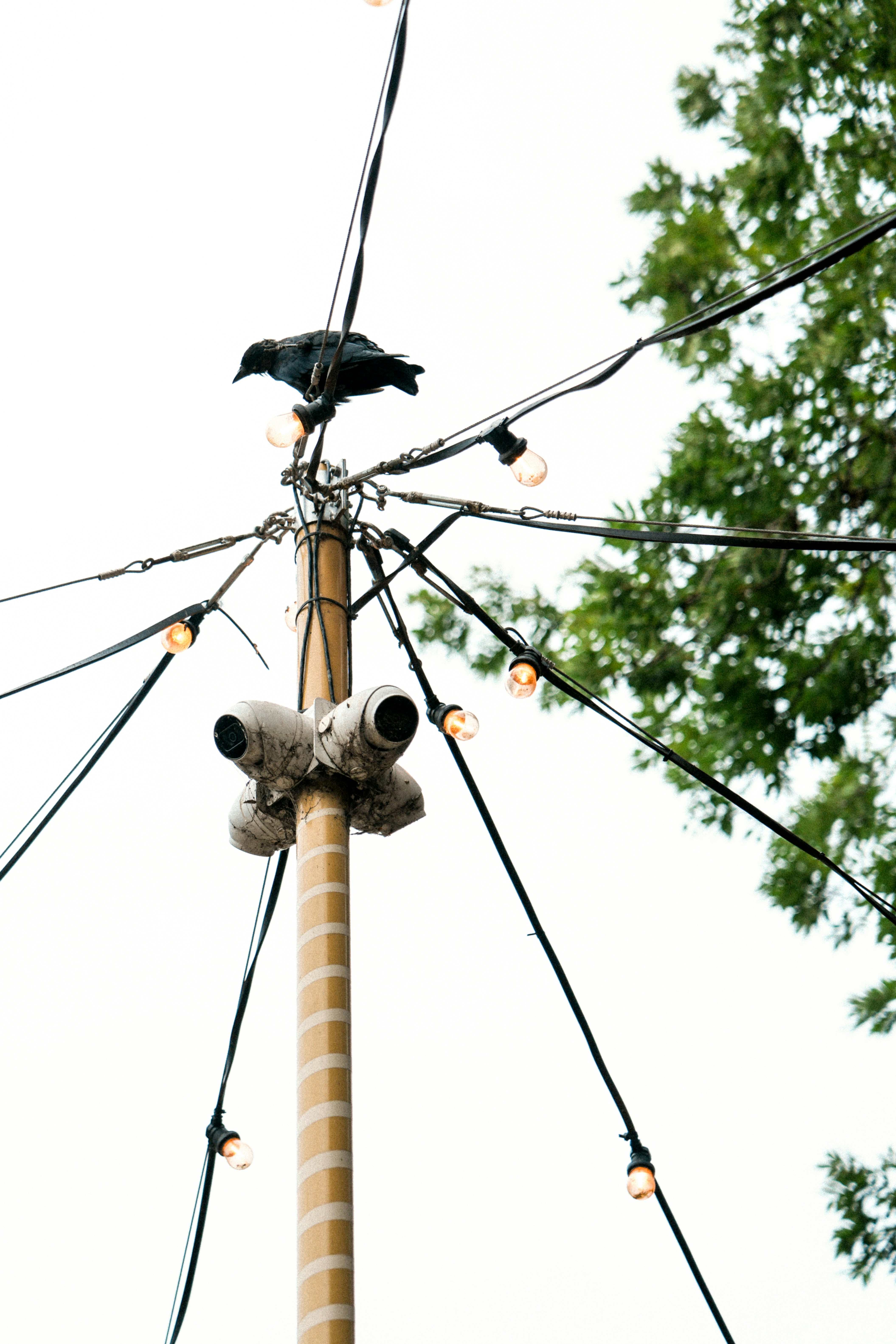A crow sitting on an electric wires with Hanging lights on pole