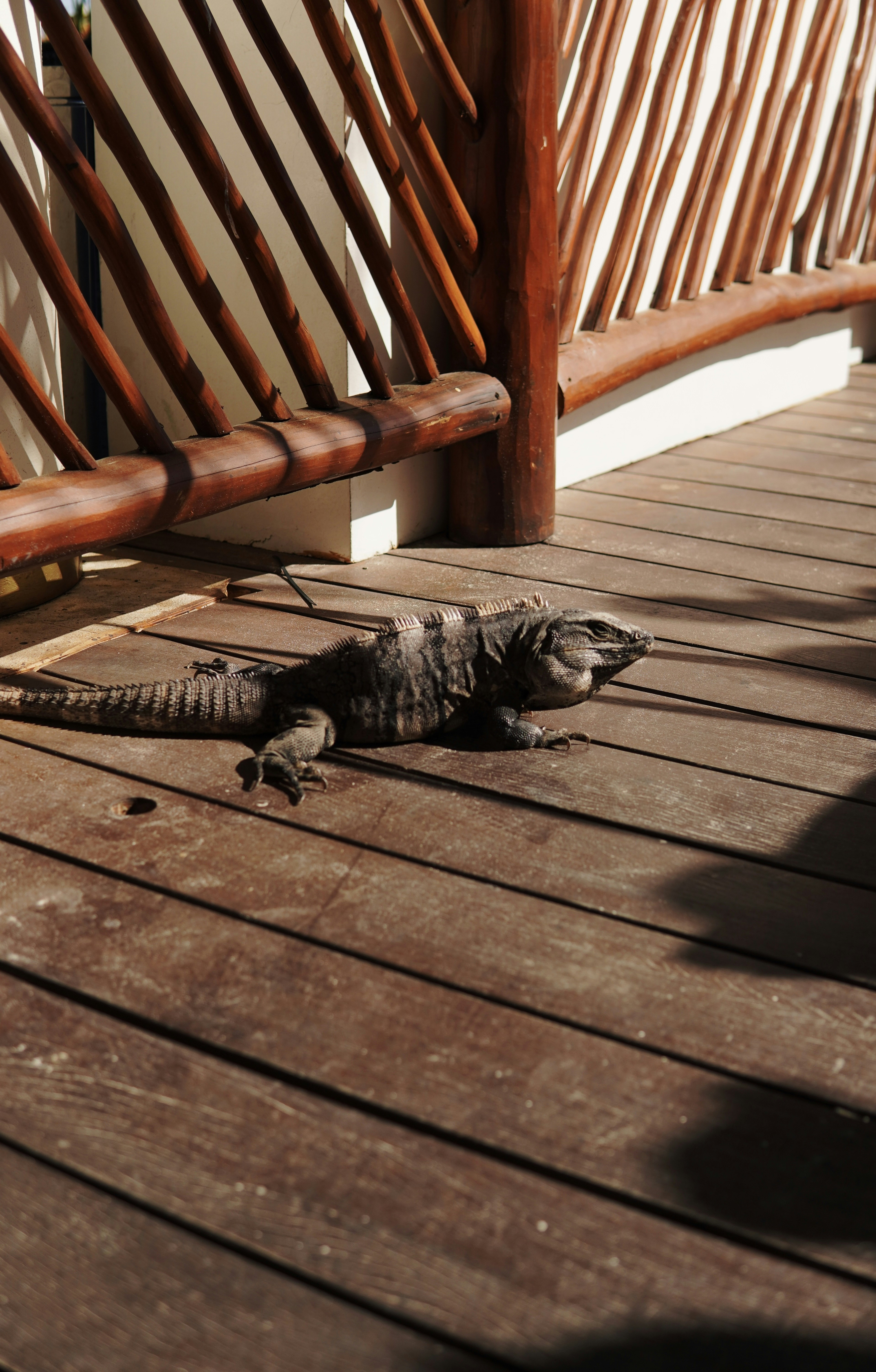 Sunlit Sentinel on Wooden Slats: A Desert Monitor Bask on a Deck