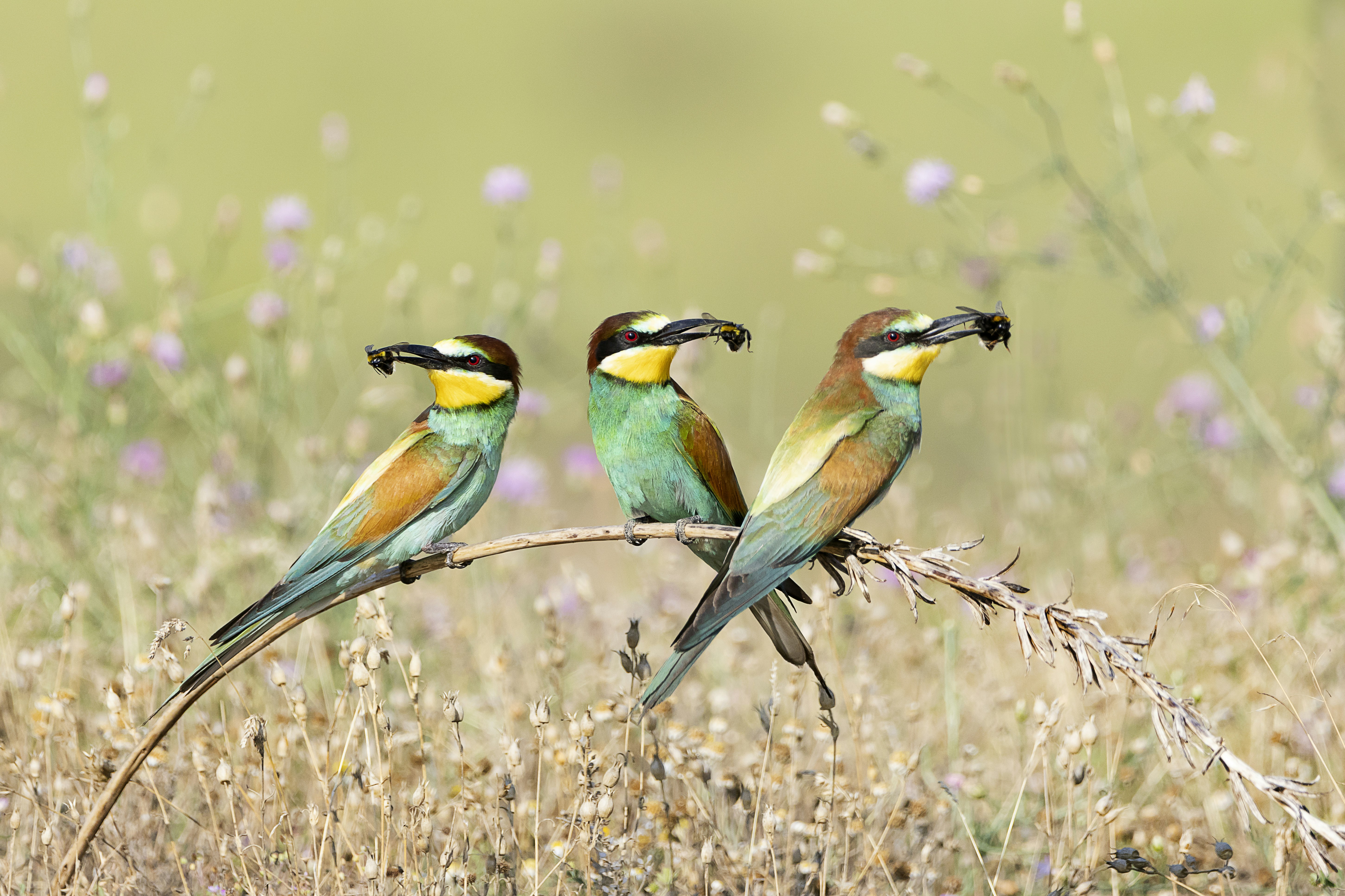 Three colorful birds sitting on a branch in a field photo – Free Animal ...