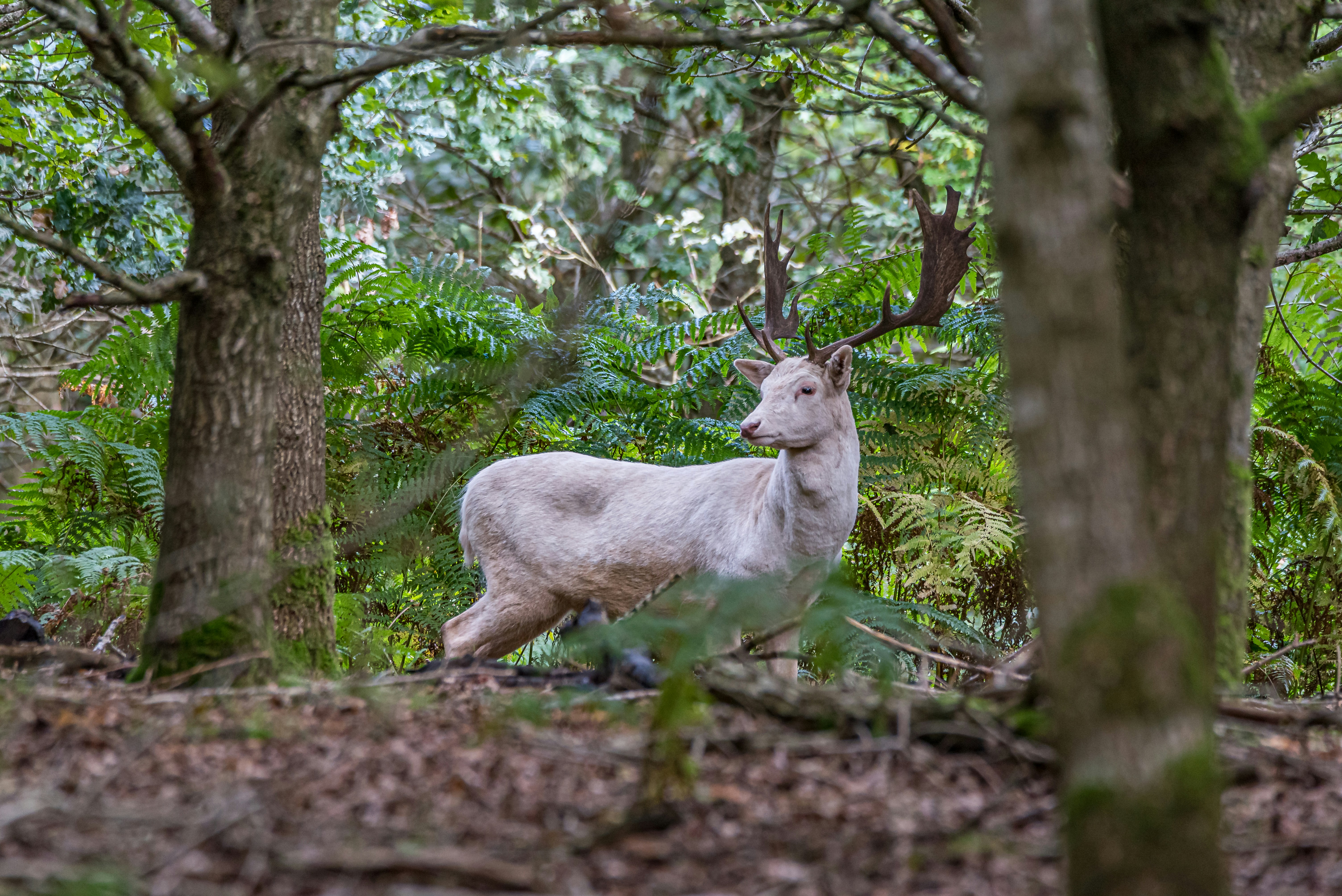 White deer pausing in a fern-fringed woodland glade