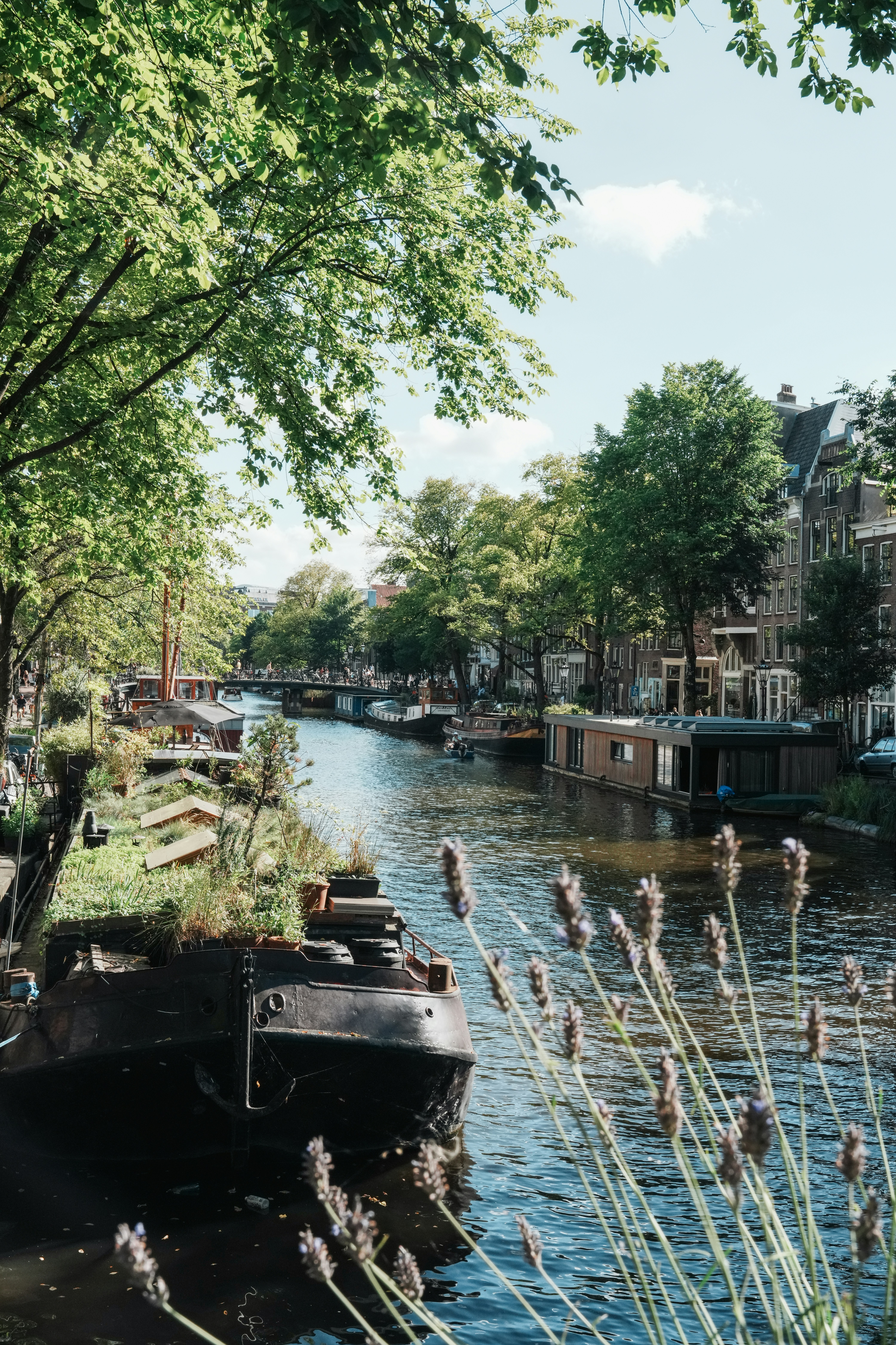 Canal in Dappled Light: Houseboats Framed by Green Canopy