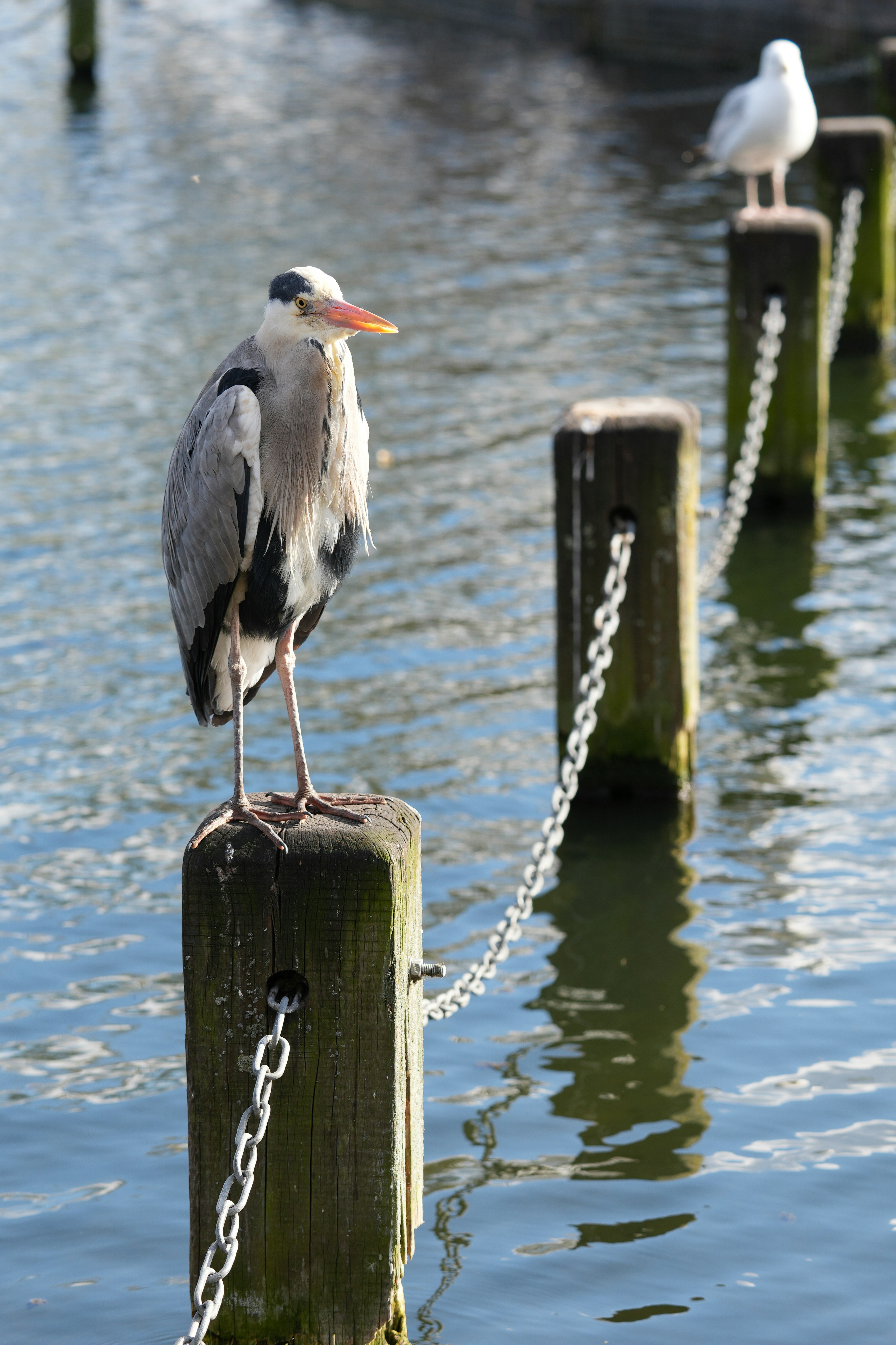 Harbor Sentinel: Grey Heron Perched on a Mossy Post Amid Intertwined Chains
