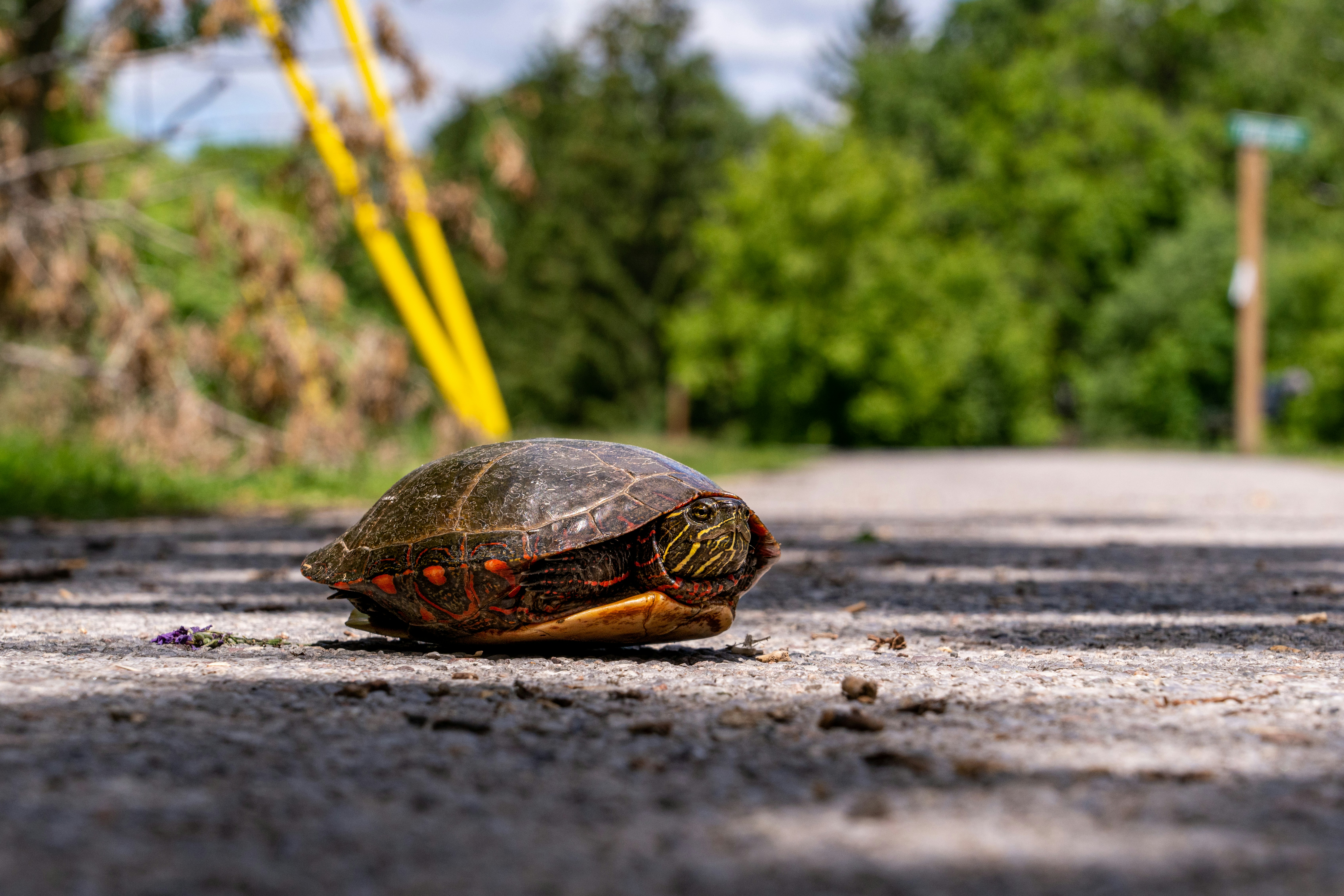 A tortoise crawling on the side of a road photo – Free Animal Image on ...