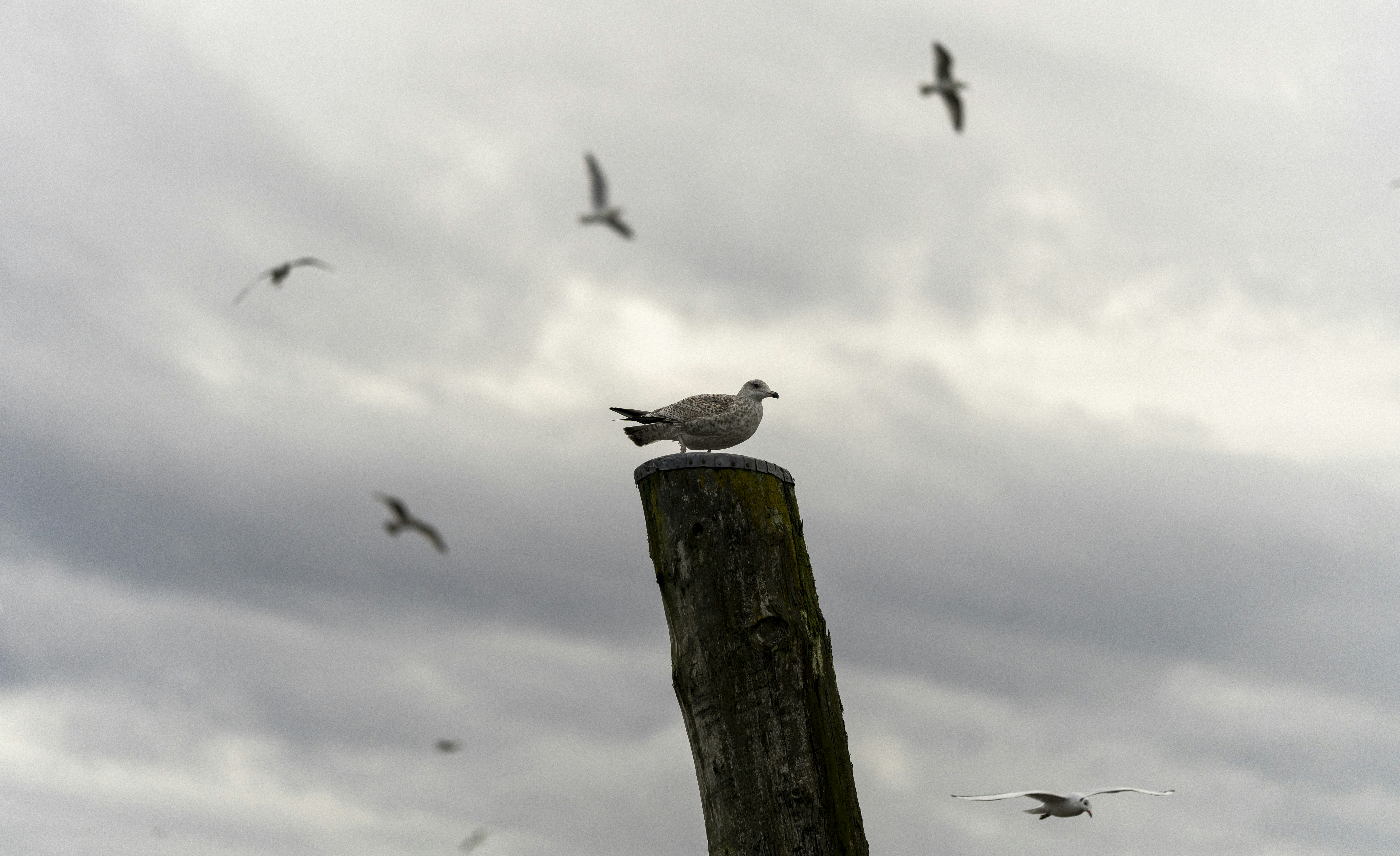 Seagull Sentinel on a Weathered Piling Beneath a Gray, Wind-Swept Sky