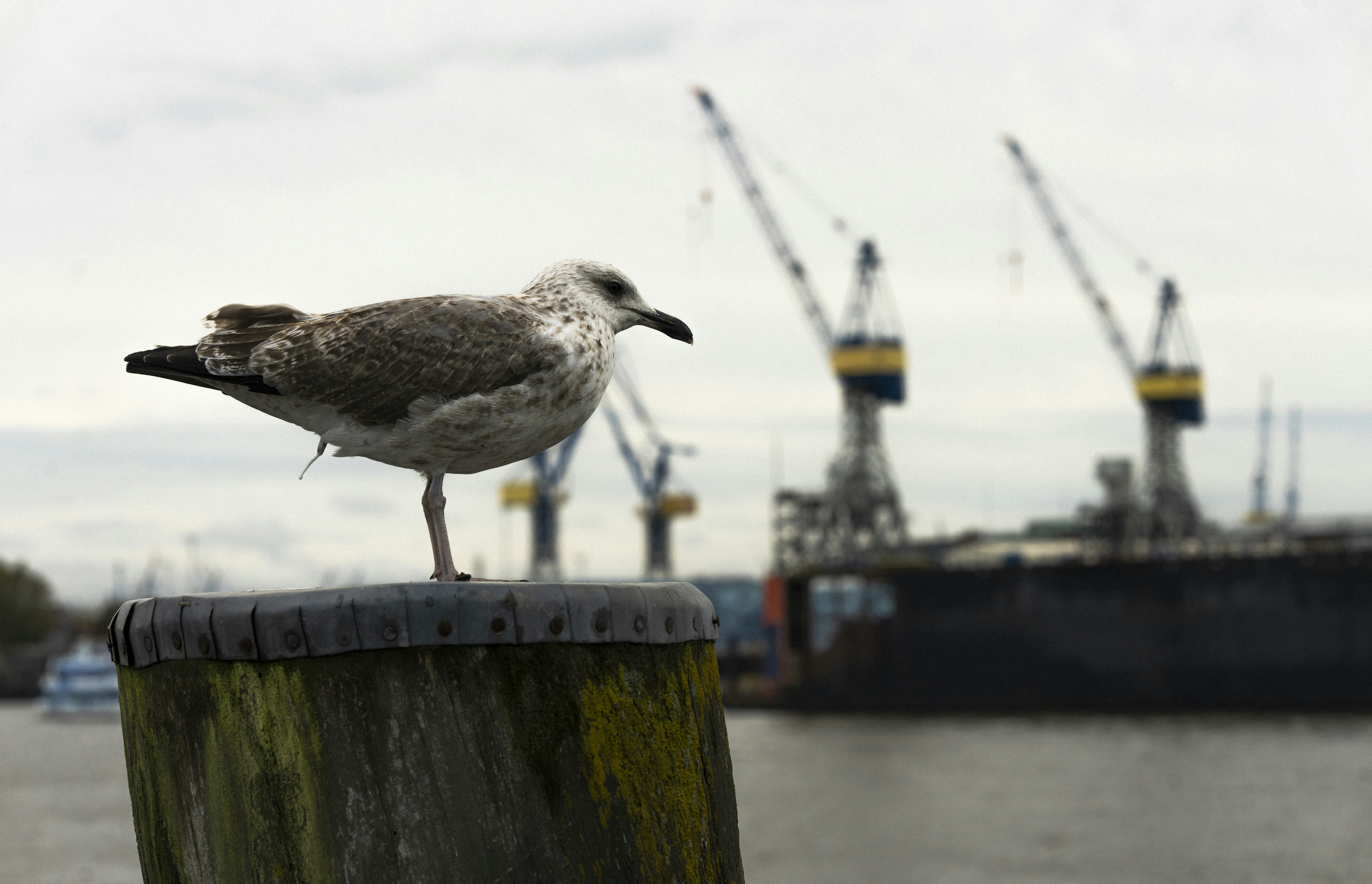 Harbor Sentinel: Seagull Perched as Distant Cranes Keep Watch