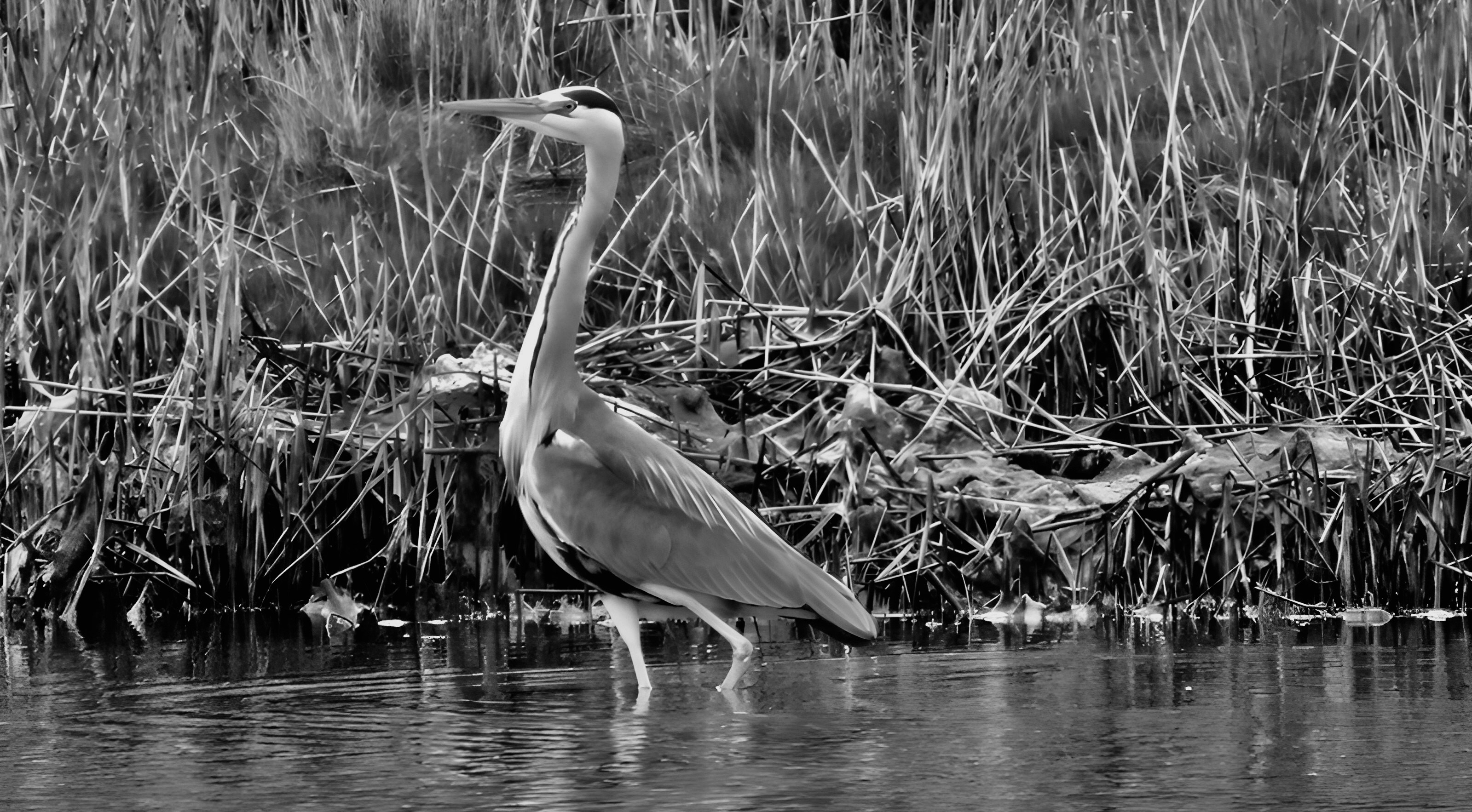 Graceful Sentinel: Heron Among Reeds