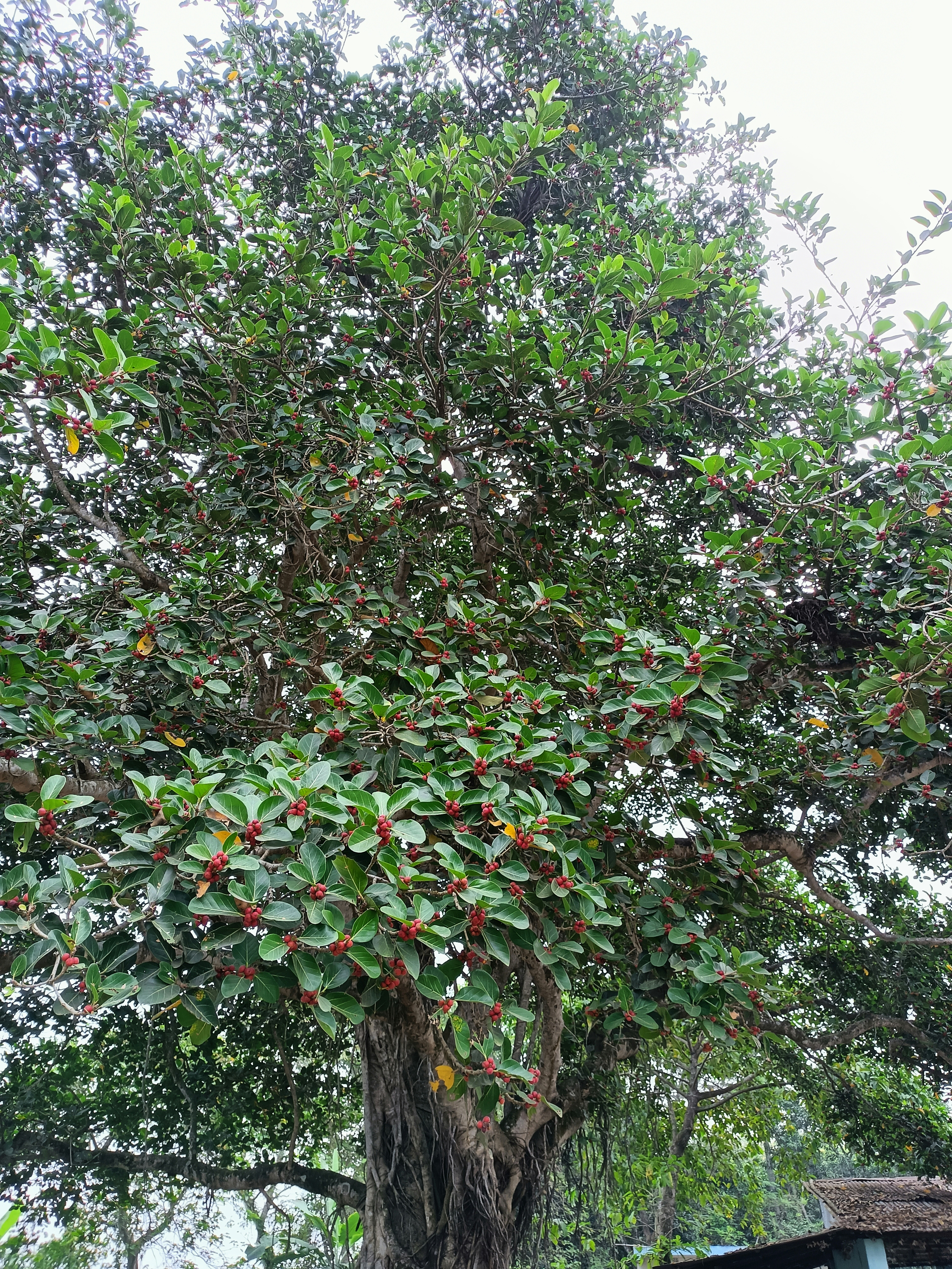 Sample photo from Realme 9