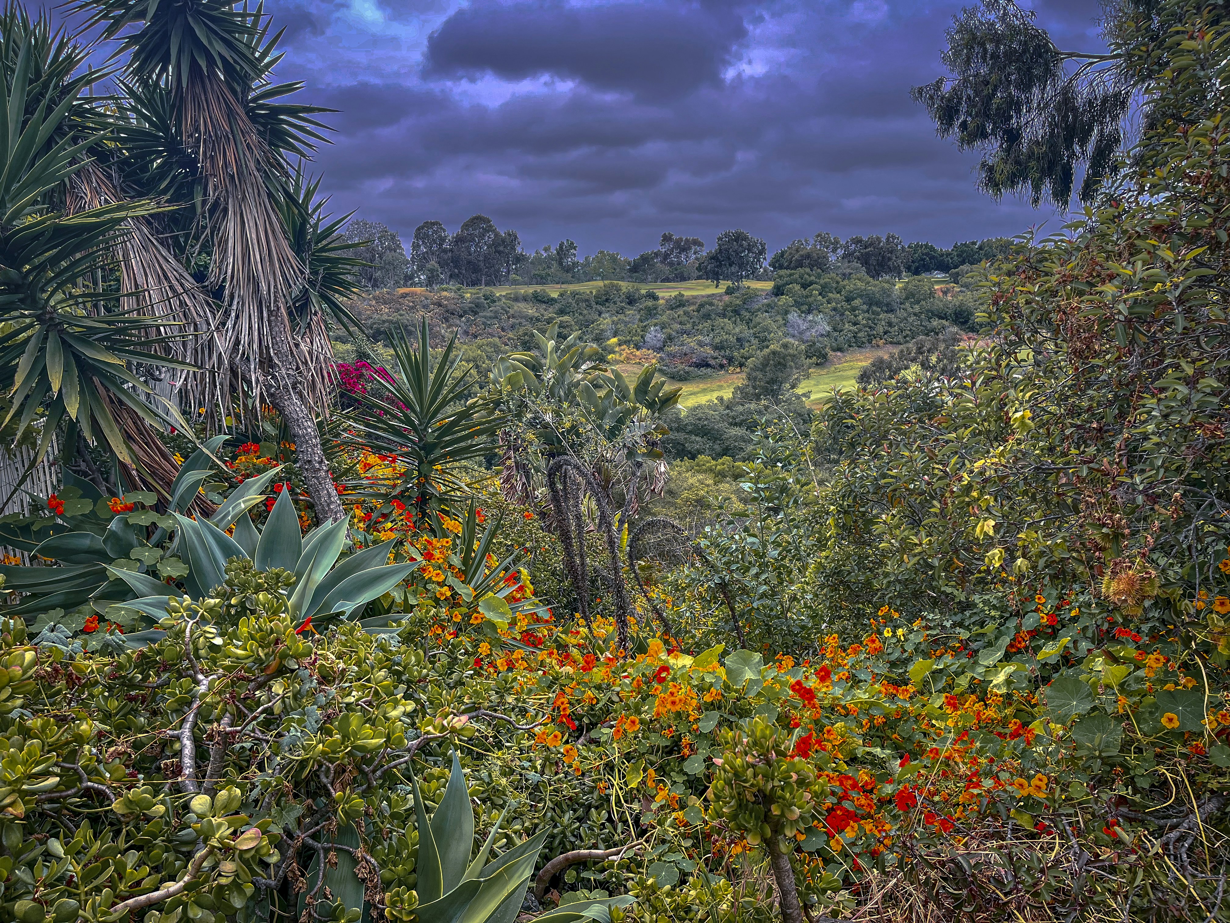A lush green forest filled with lots of trees photo – Free Balboa park ...
