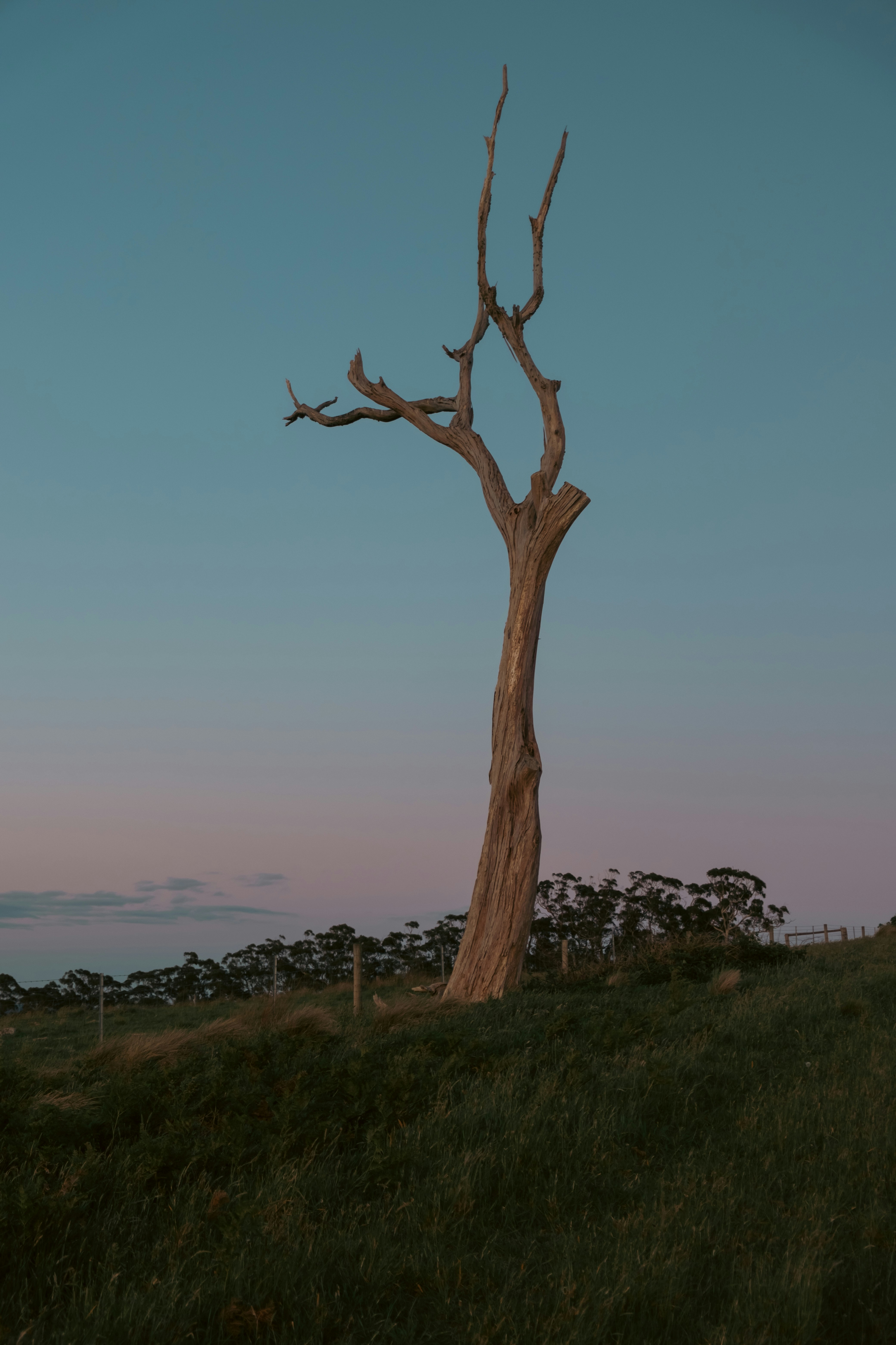 A Solitary Tree During Dusk: Captured in the tranquil moments of twilight, this lone, leafless tree embodies the serene spirit of the Australian countryside. Its stark branches reach for the soft-hued sky, painted in muted tones of dusk. The landscape is a harmony of natural gradients, from the overgrown grassy foreground to the distant line of verdant trees silhouetted against the evening light. This image encapsulates the quiet majesty of rural Australia at day's end.