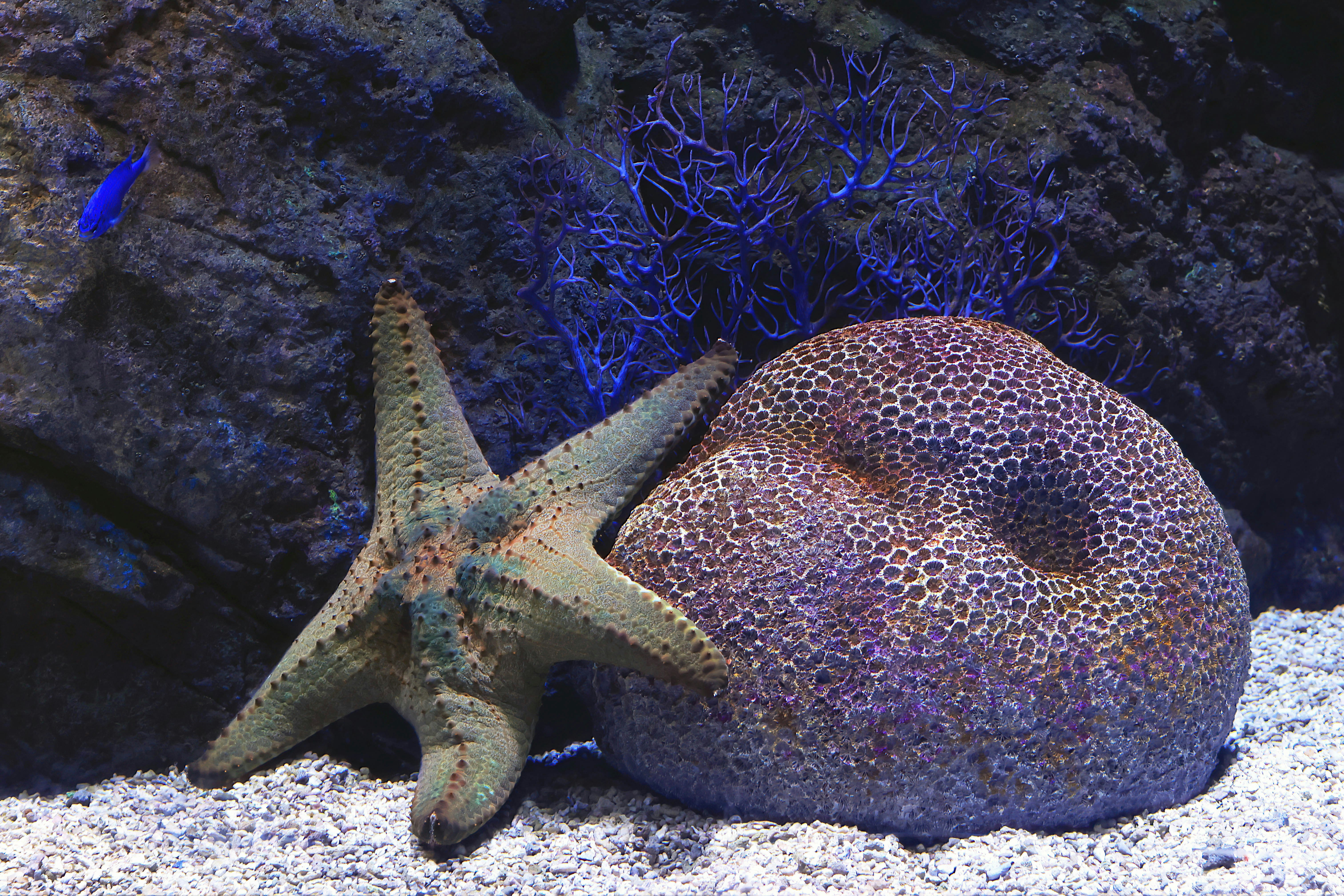 A starfish is sitting on a rock in an aquarium photo – Free Cairns ...