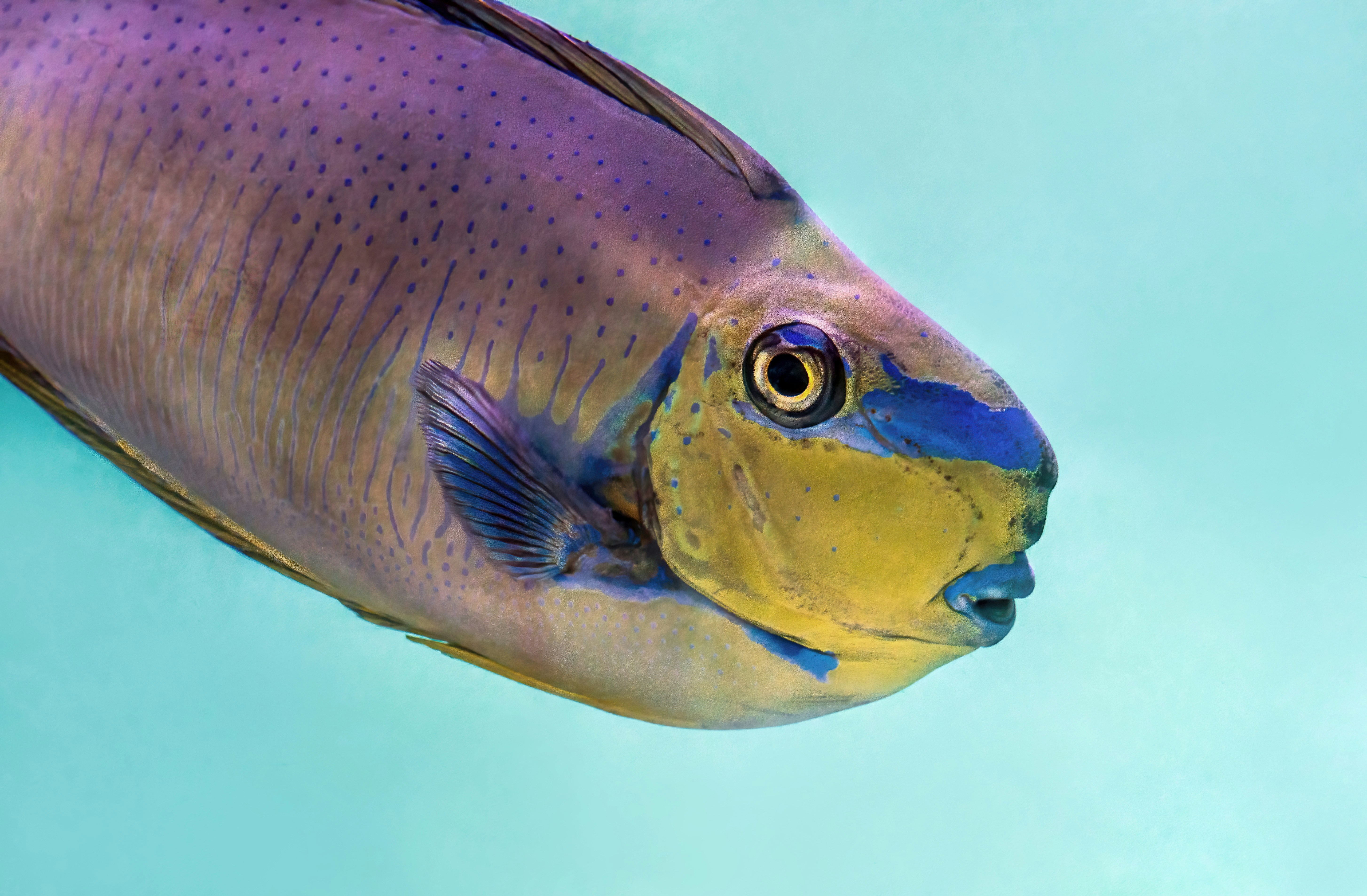 A close up of a fish on a blue background photo – Free Fish Image on ...