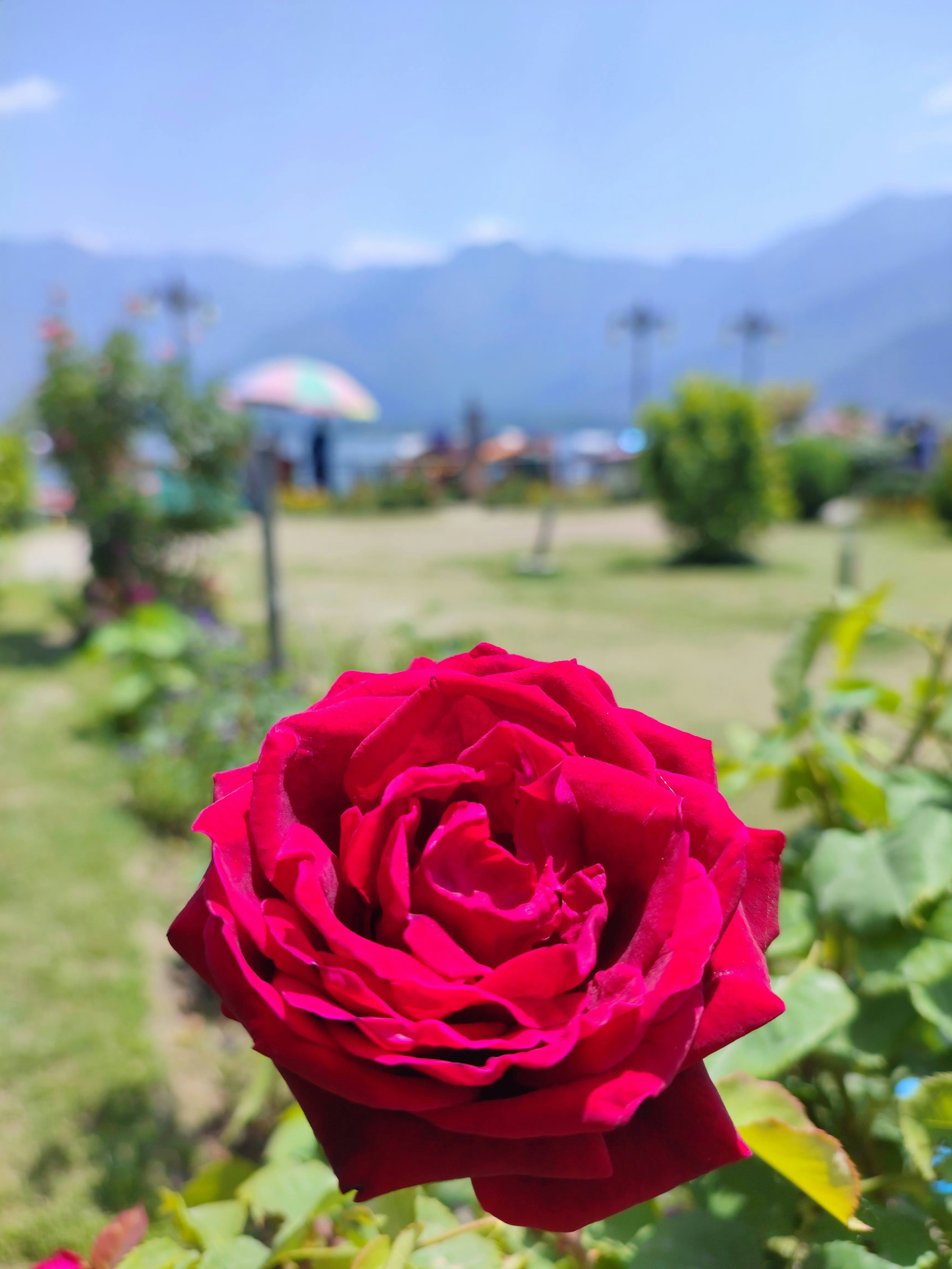 Crimson Rose in Focus: A Sunlit Garden Portrait with Distant Peaks