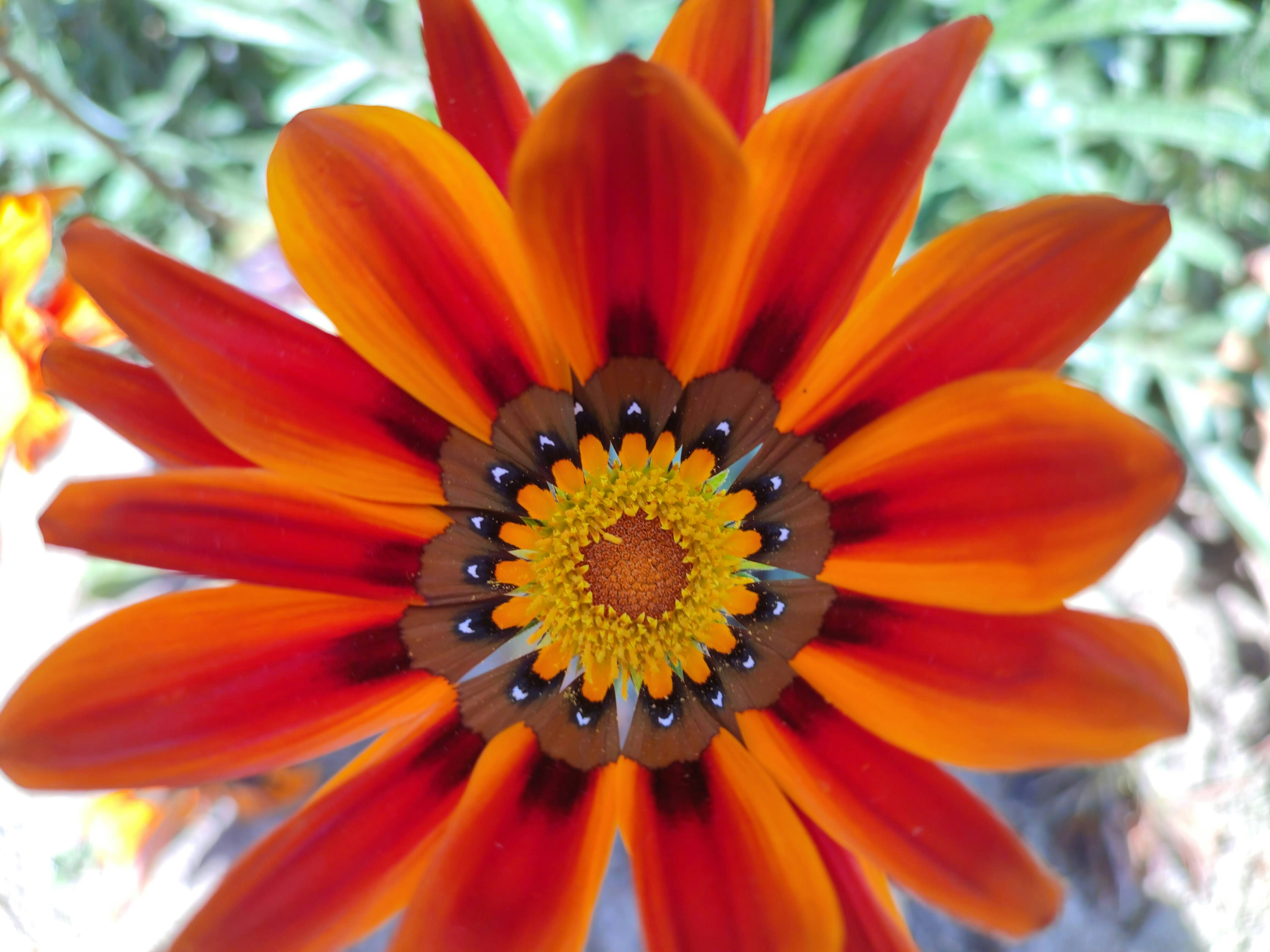 Close-up of a vibrant orange and yellow flower with a detailed brown center.