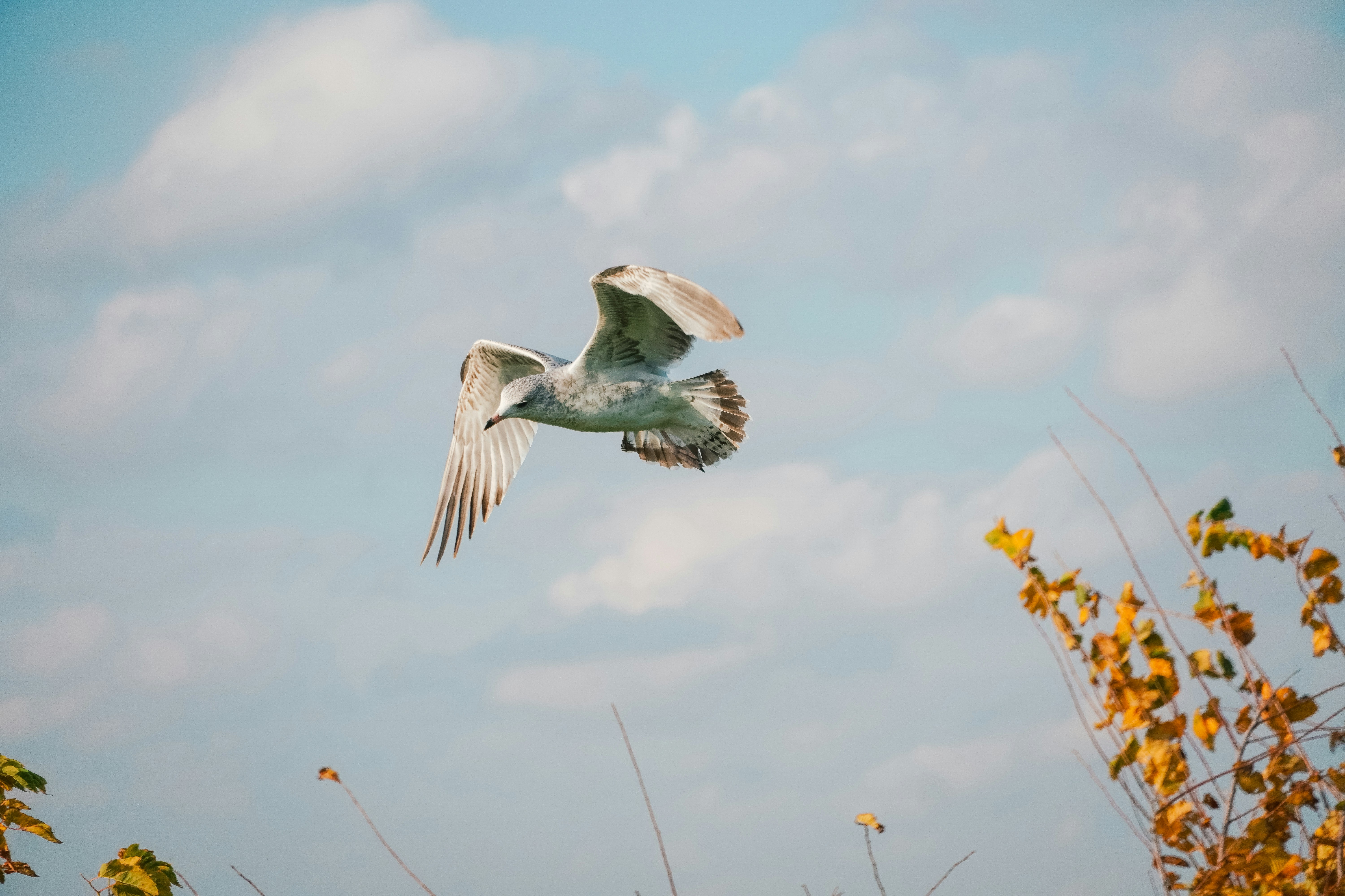 A bird gracefully gliding through the air, surrounded by soft clouds and autumn foliage. The scene captures the essence of freedom and nature's beauty.