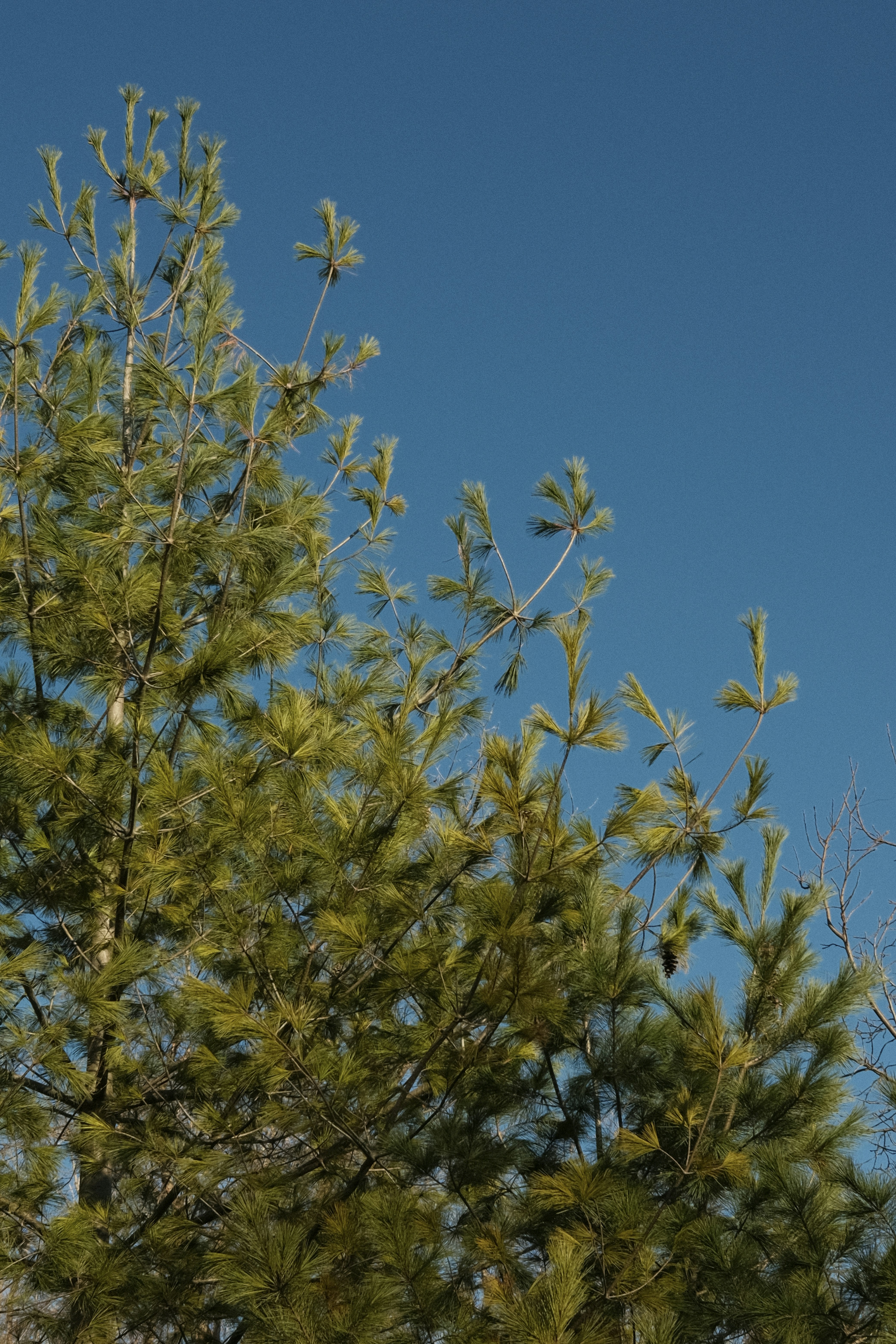 Photo by Angelina Kusznirewicz with Fujifilm X100V