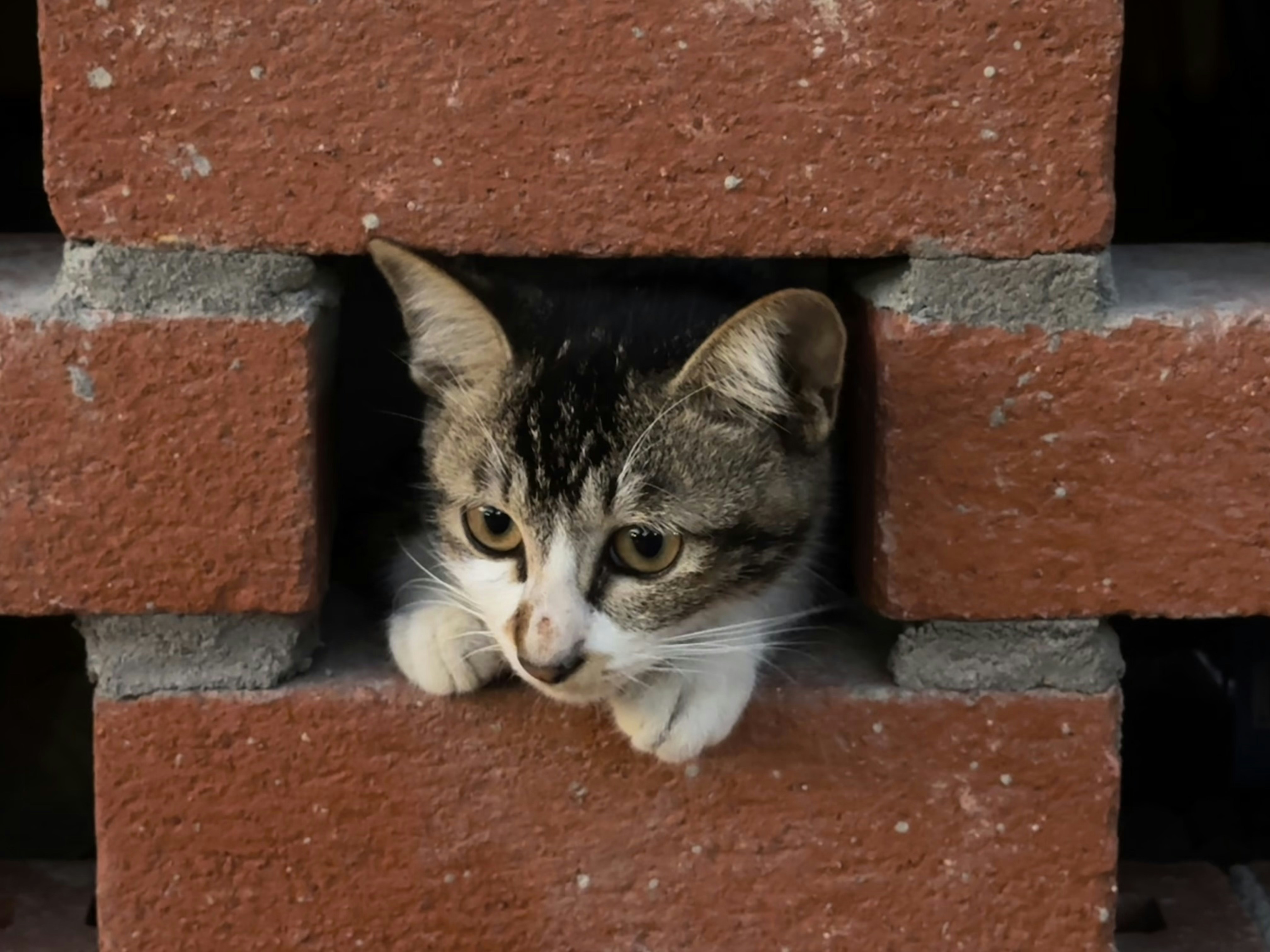 Curious Kitten Peeking Through a Brick Crevice
