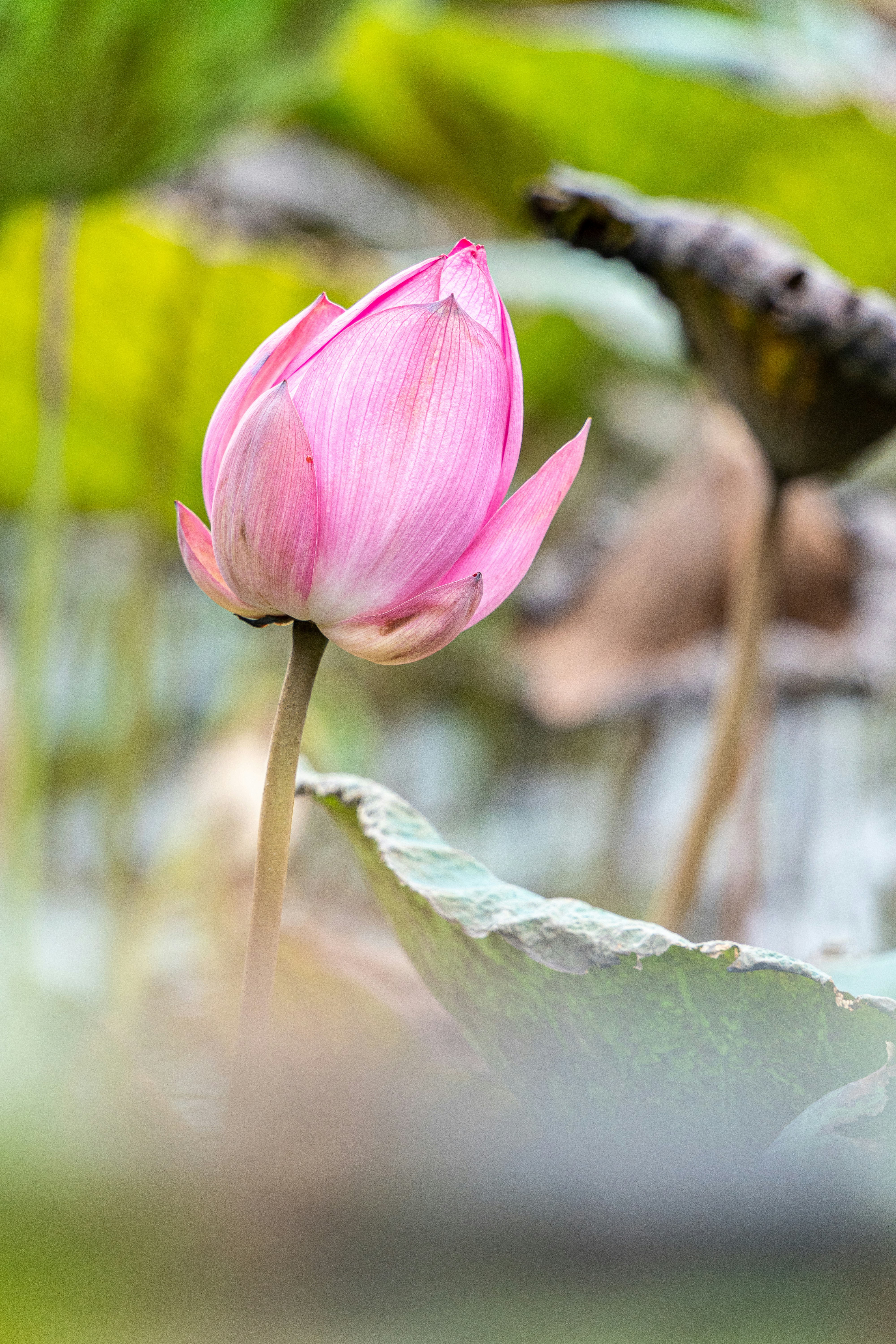 Gentle Pink Lotus Bud Reaching Toward Quiet Morning Light