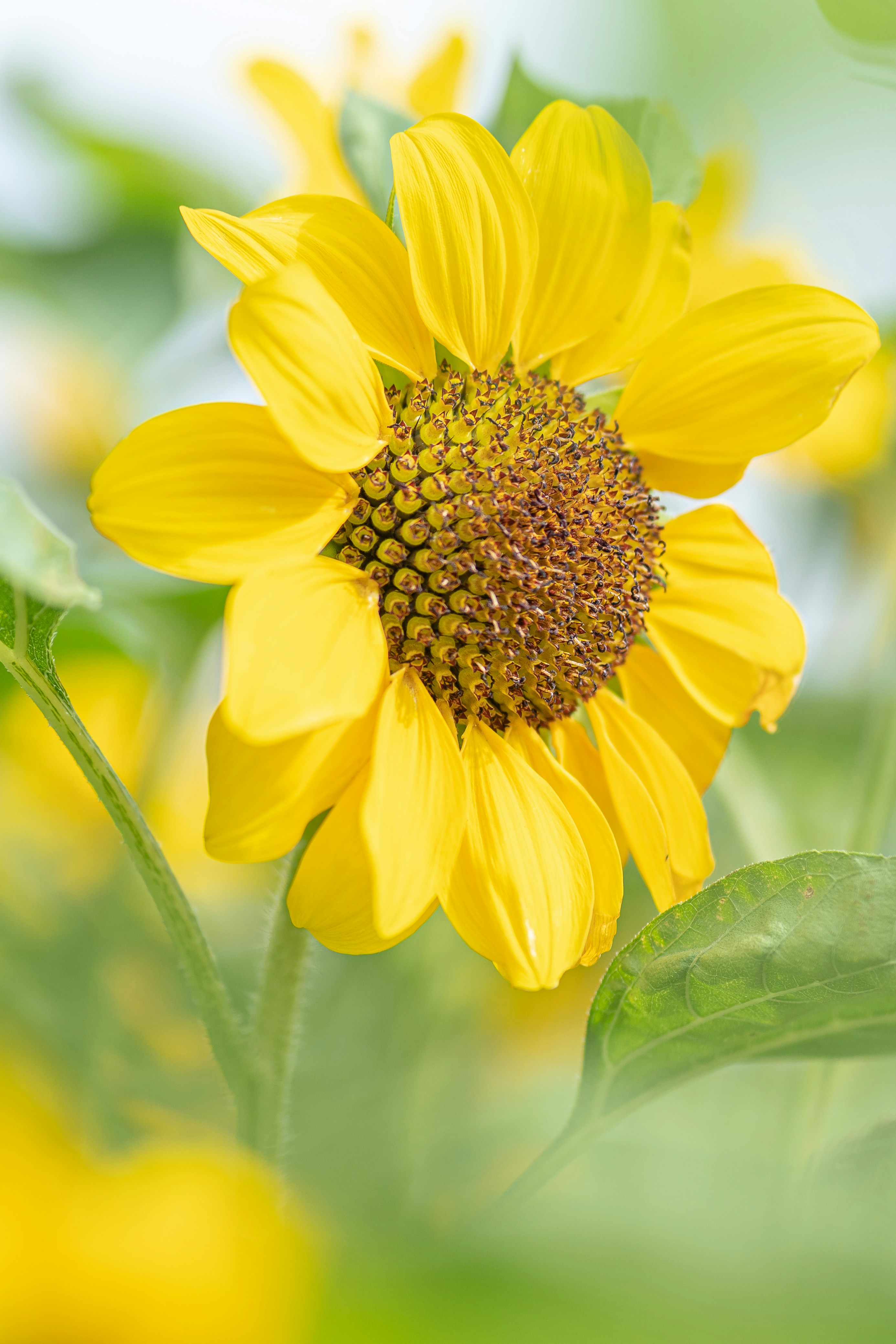 Sunlit Helianthus: The Central Bloom in Soft Haze