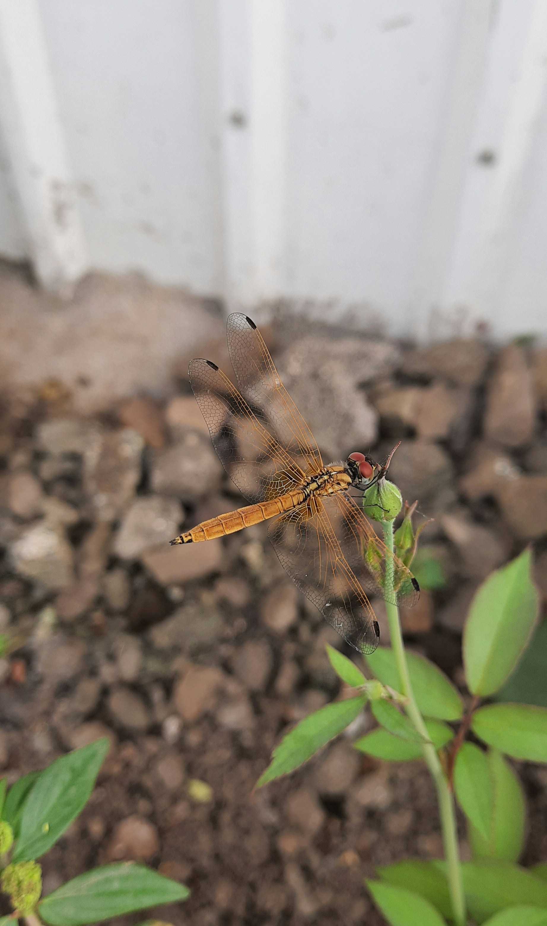 Close-up of a golden amber dragonfly perched on a green stem, with a blurred rustic background of soil and a white fence, showcasing delicate wing venation and natural colors.