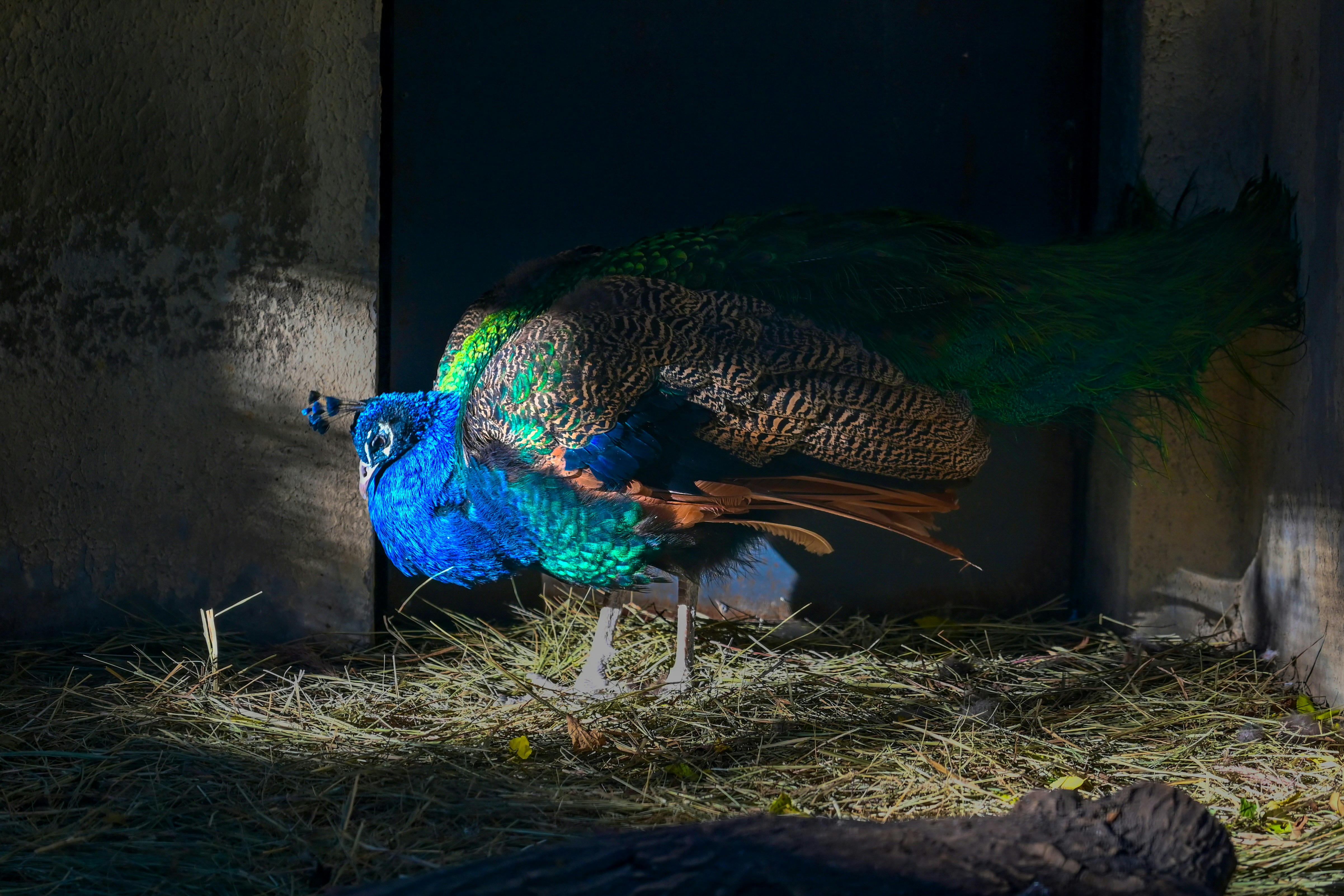 A couple of peacocks standing next to each other photo – Free 北京动物园 ...