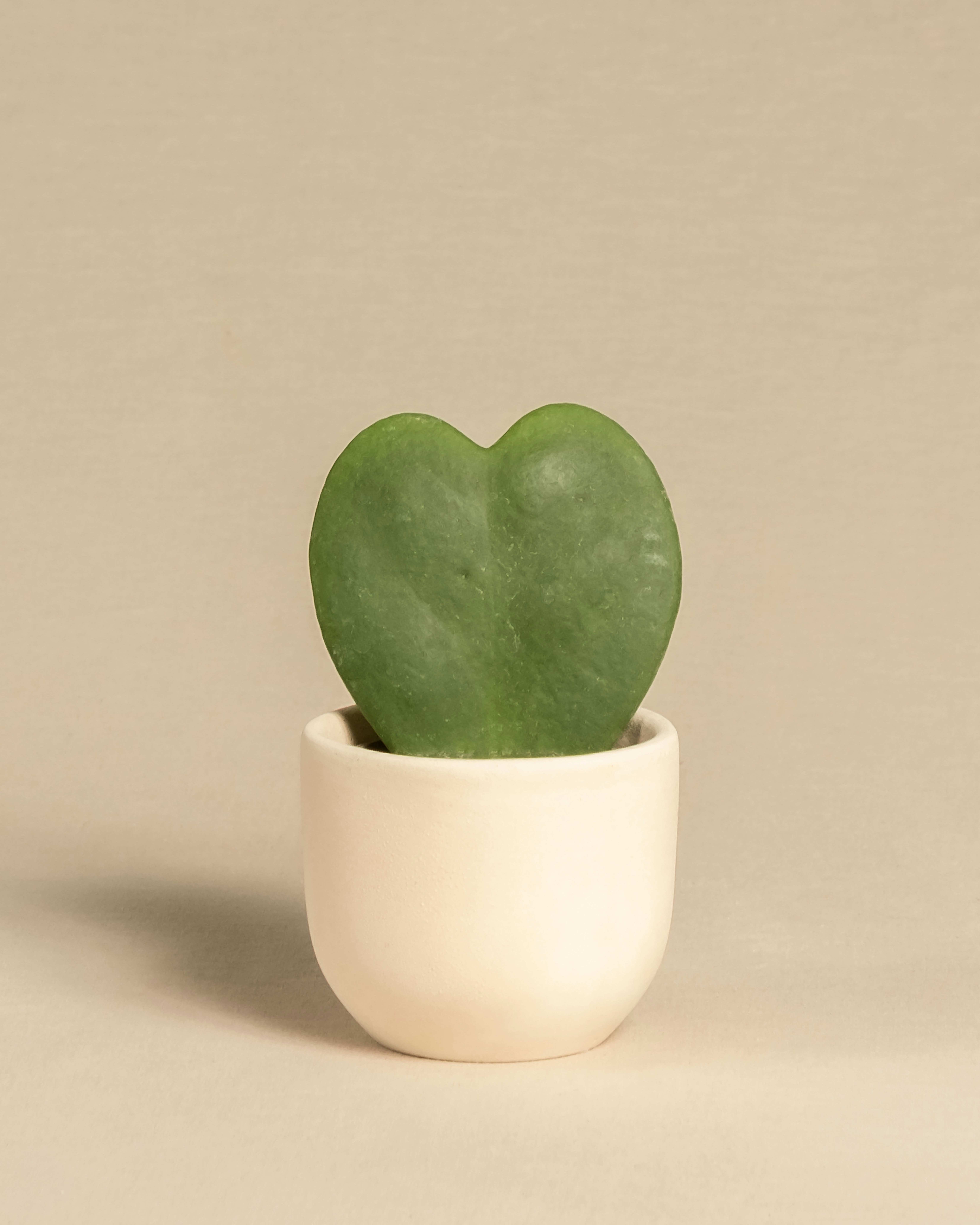 A green heart shaped cactus in a white pot photo – Free Plant Image on ...
