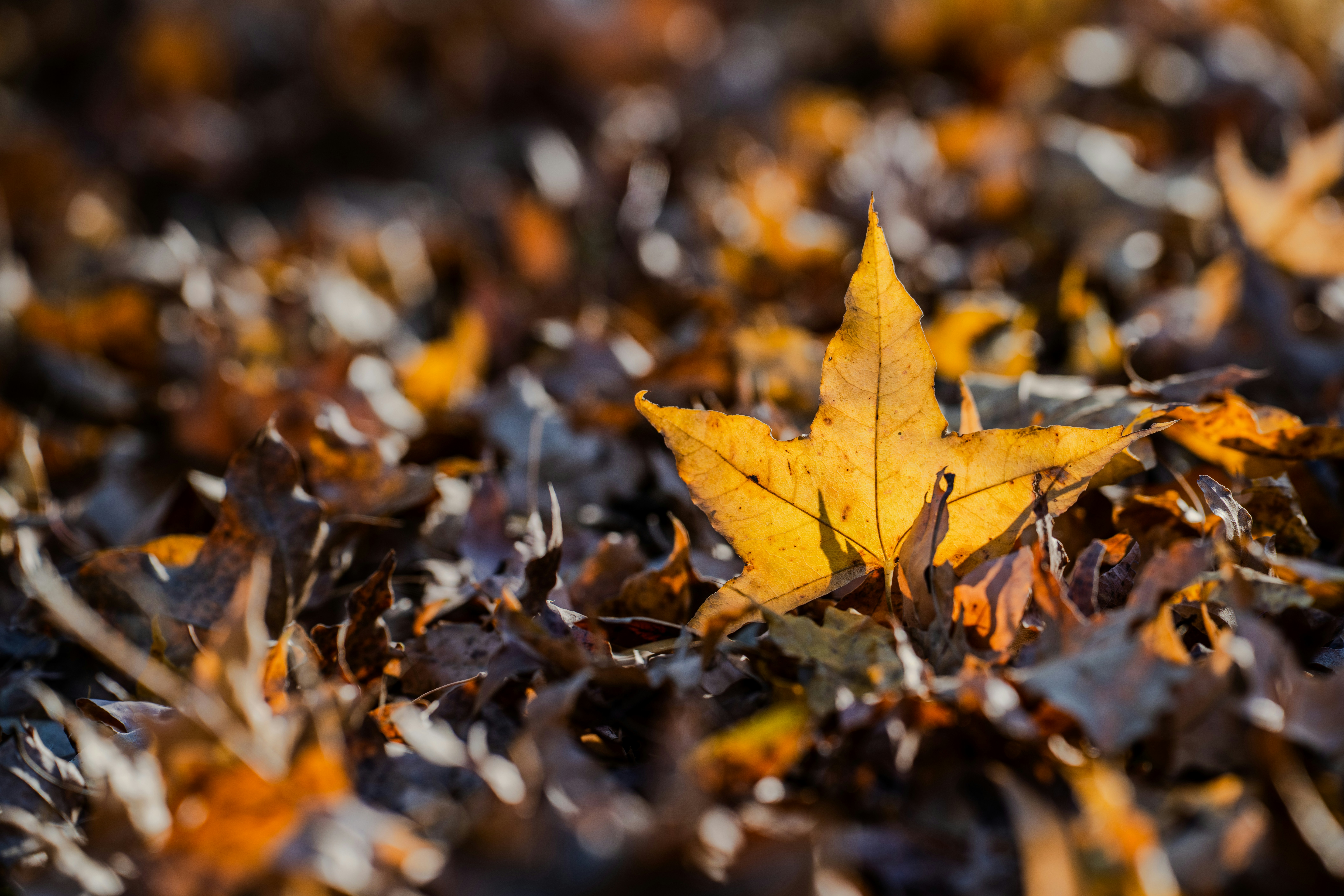Solitary Golden Leaf on an Autumn Carpet