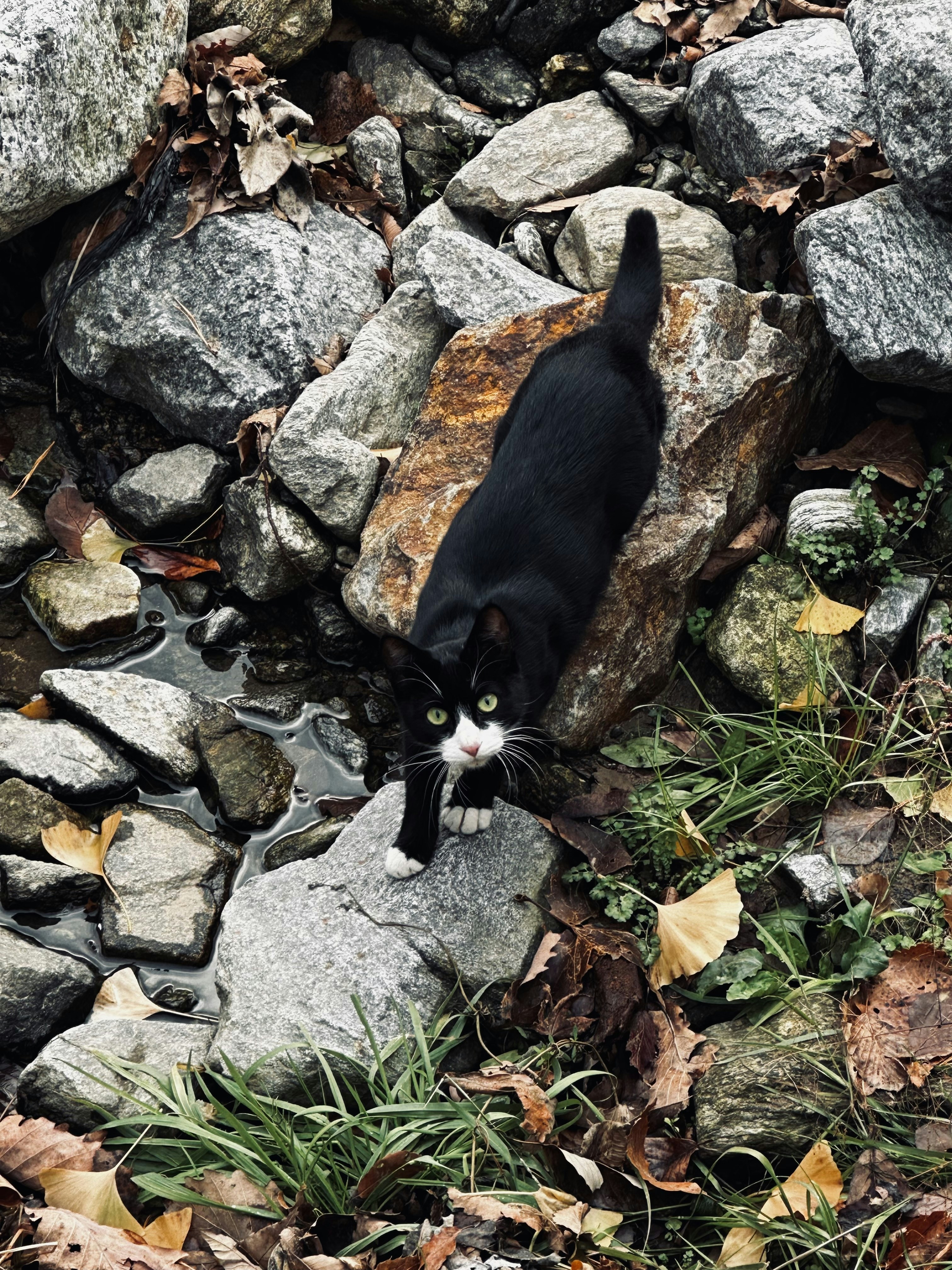 Un chat noir et blanc debout au sommet d’un tas de roches photo – Photo ...