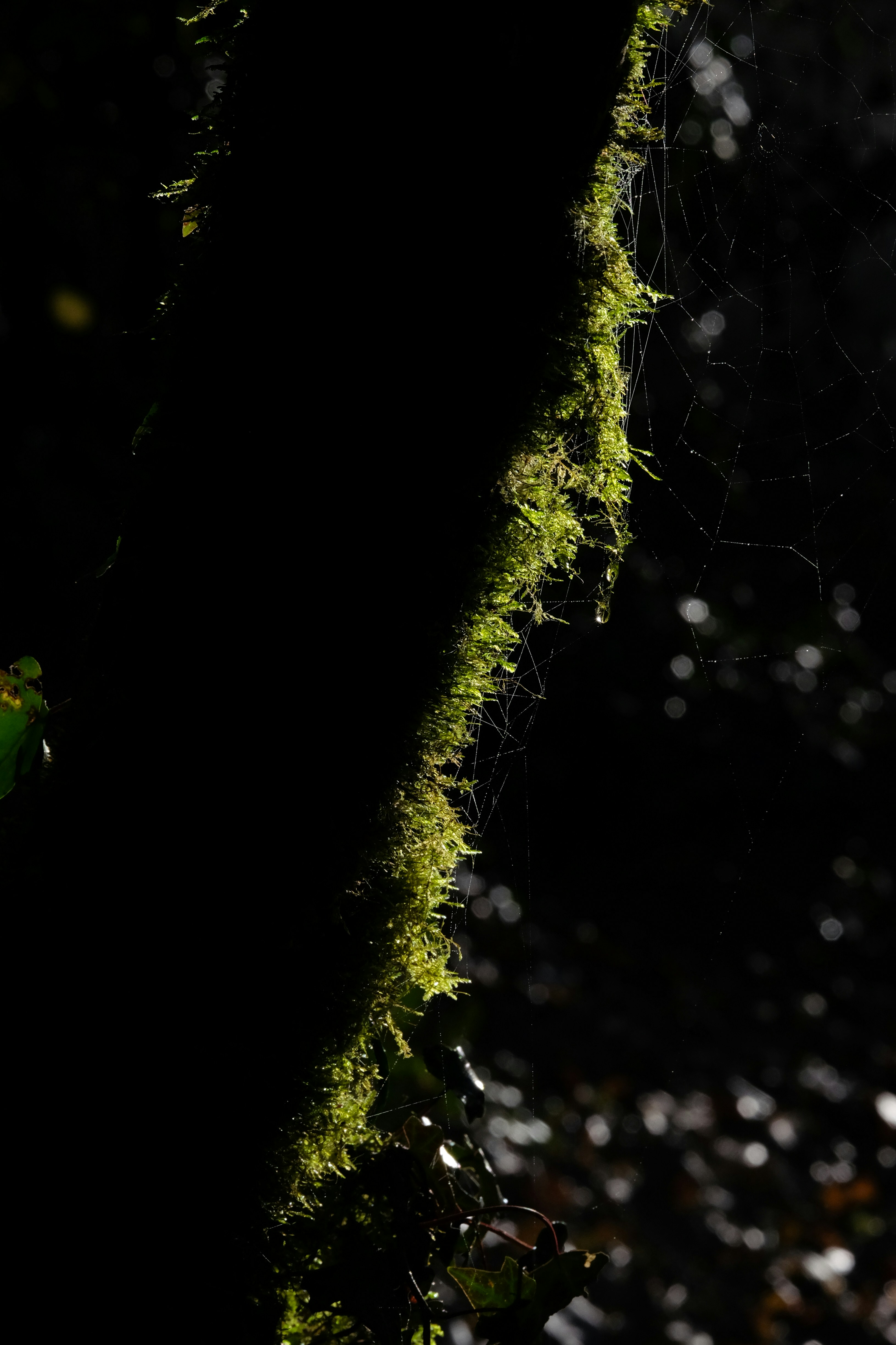 A stroll in the woodsNik