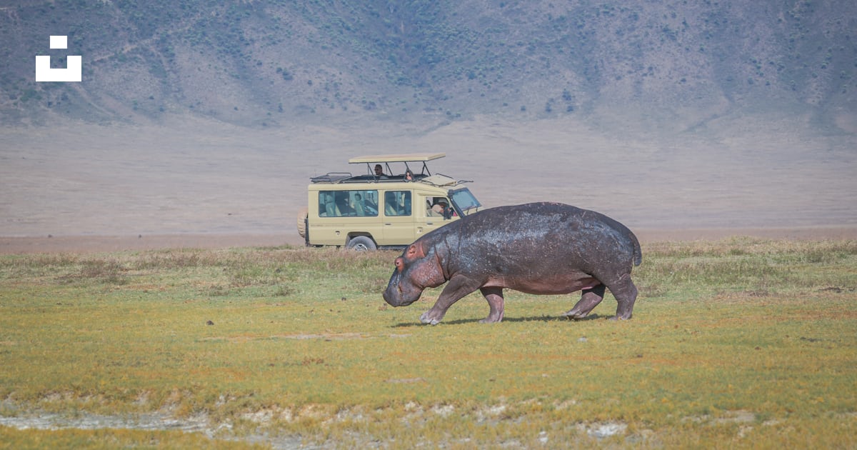 Foto Un hipopótamo caminando por un campo cubierto de hierba – Imagen ... Foto Un hipopótamo caminando por un campo cubierto de hierba – Imagen ...