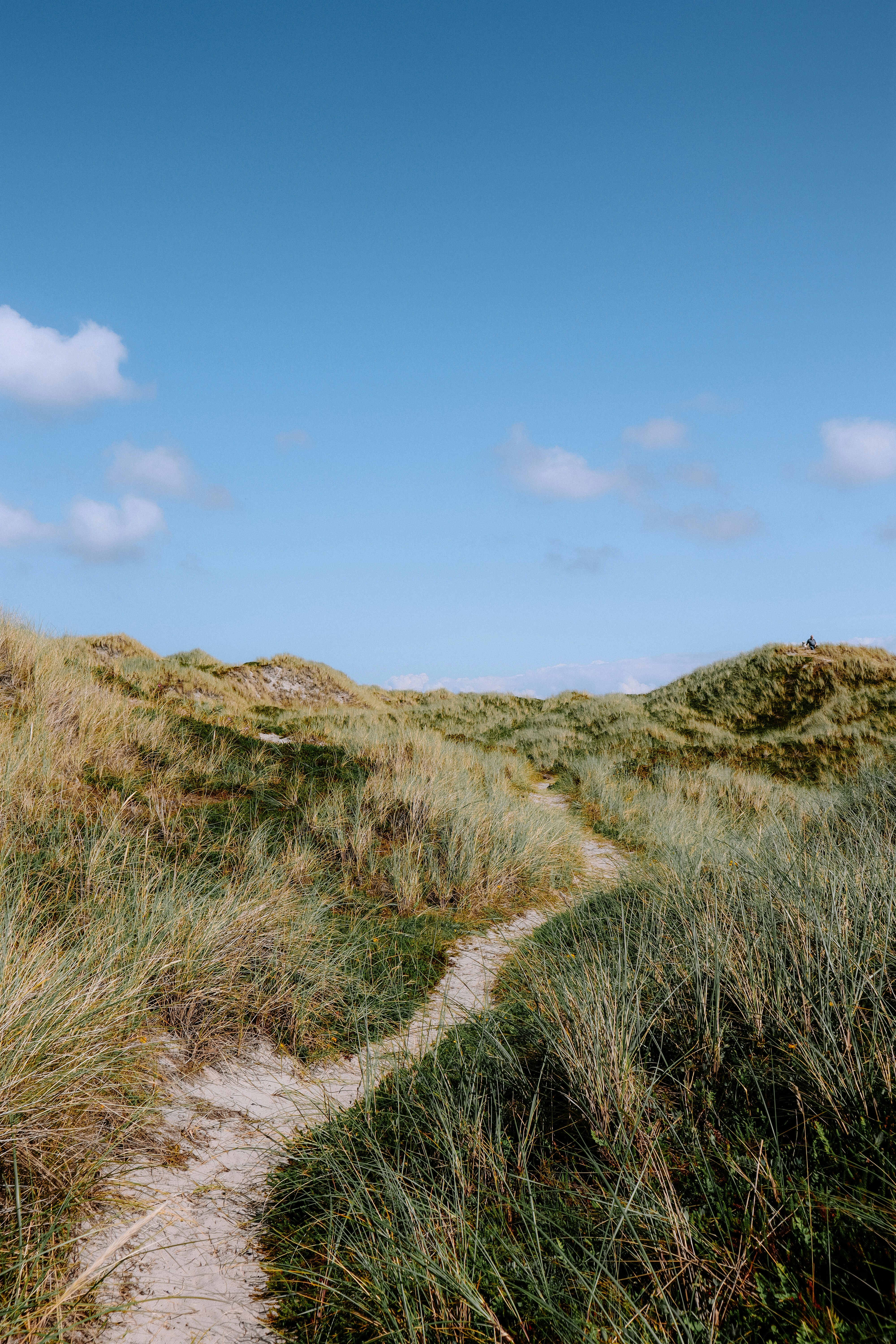 A path through a grassy field with a blue sky in the background photo ...