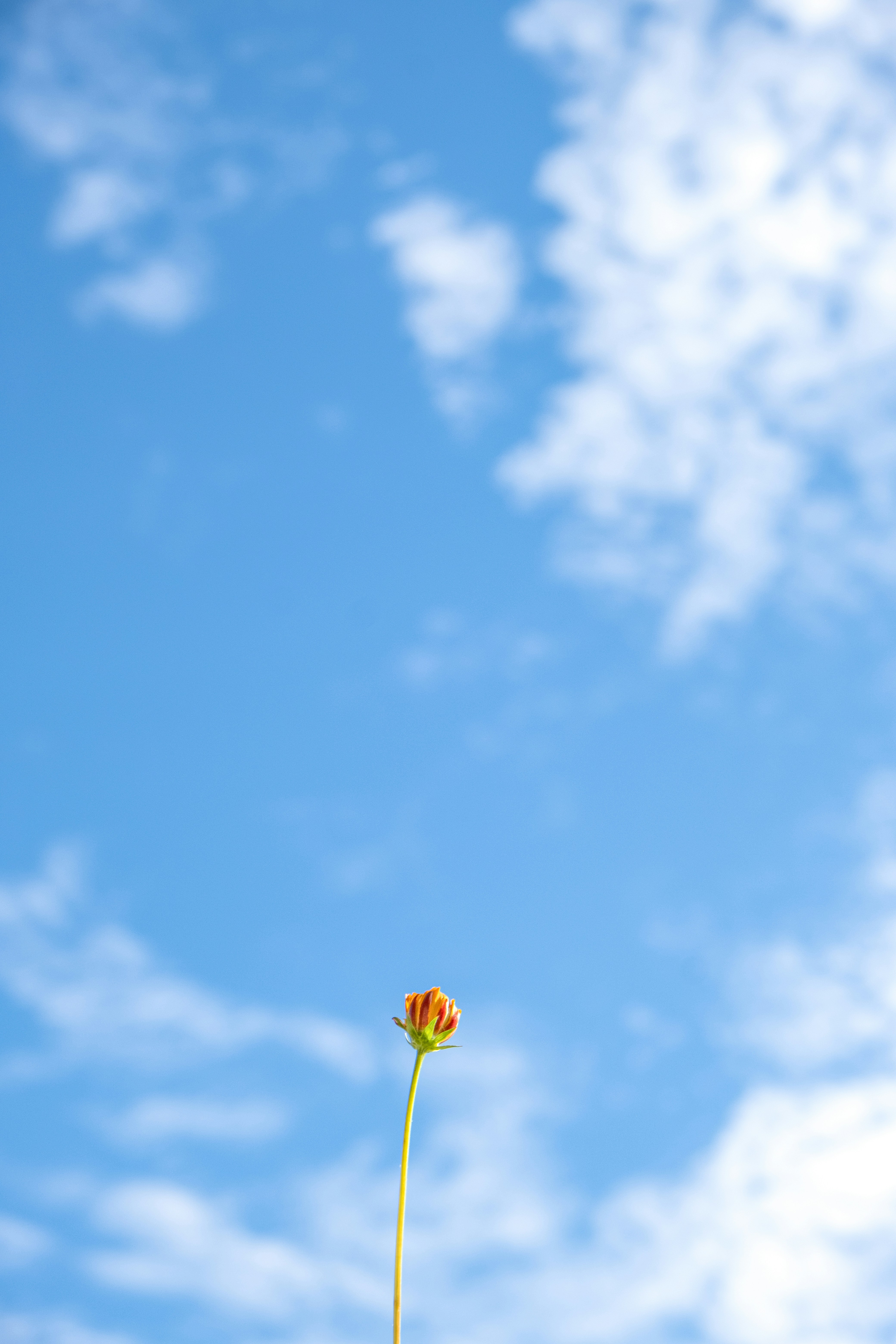 Lone Orange Bloom Reaches Toward a Cloud-Swept Sky