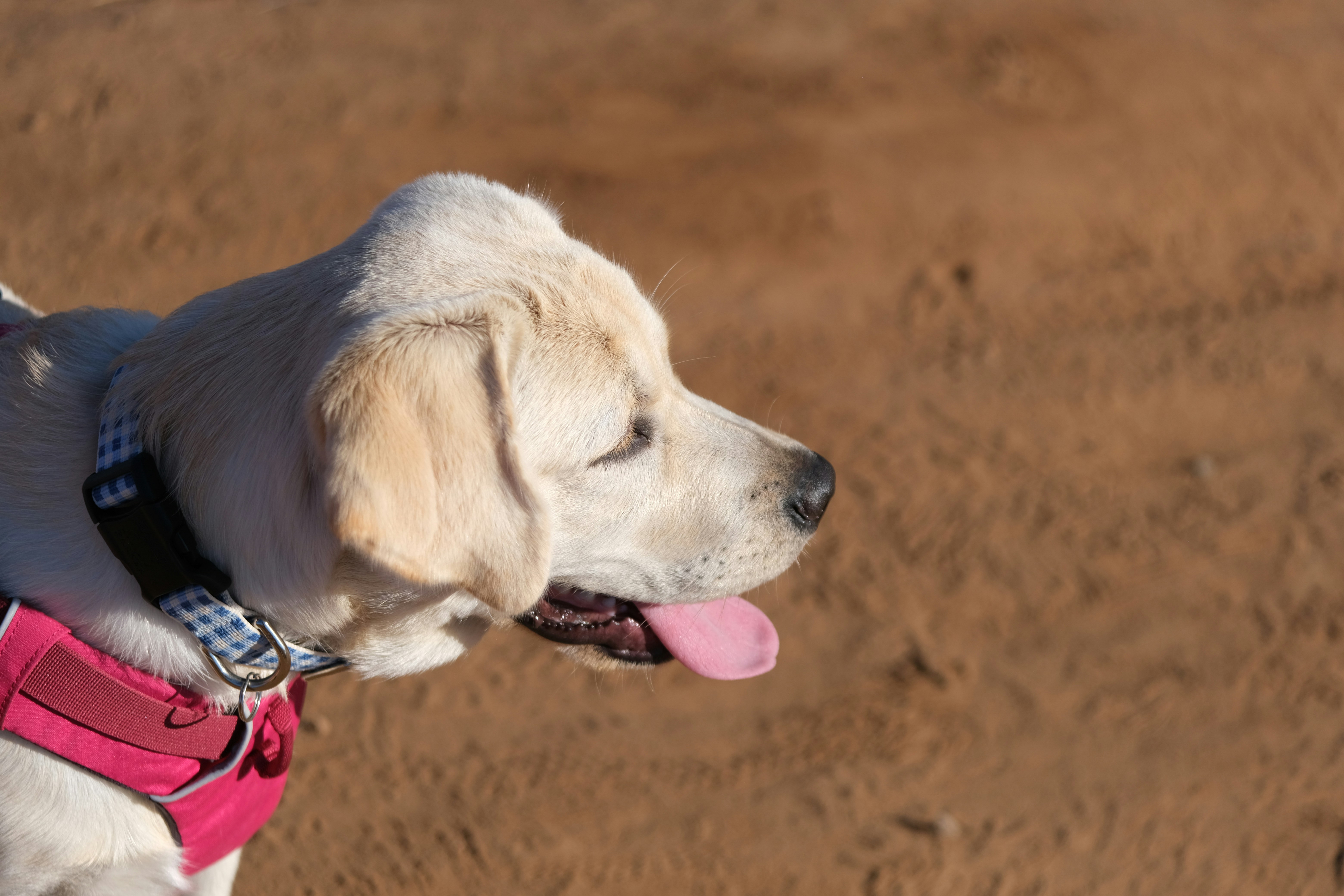 A close up of a dog on a leash photo – Free Puppy Image on Unsplash