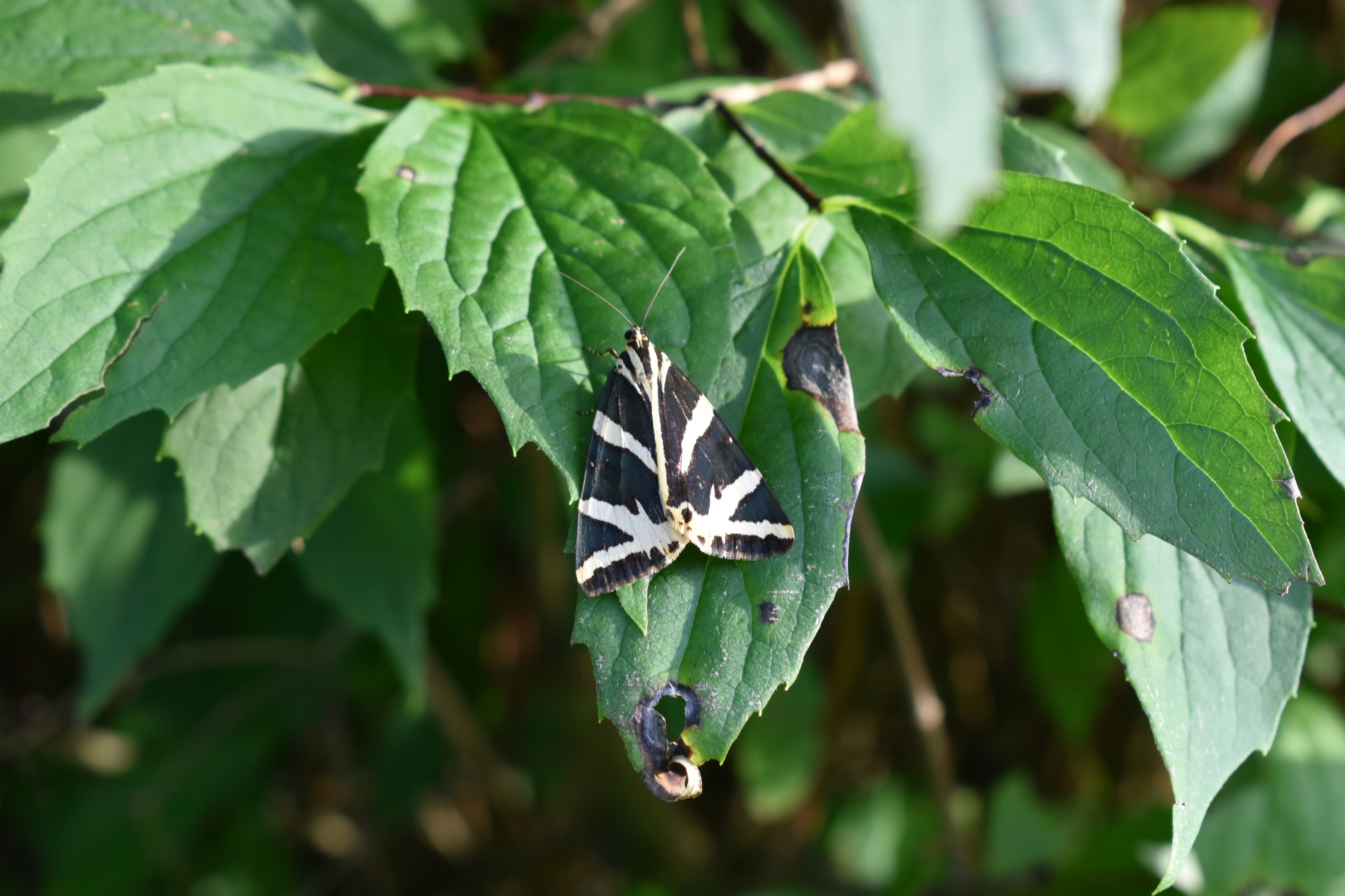 Stripe-Patterned Moth in Dappled Sun on a Green Leaf