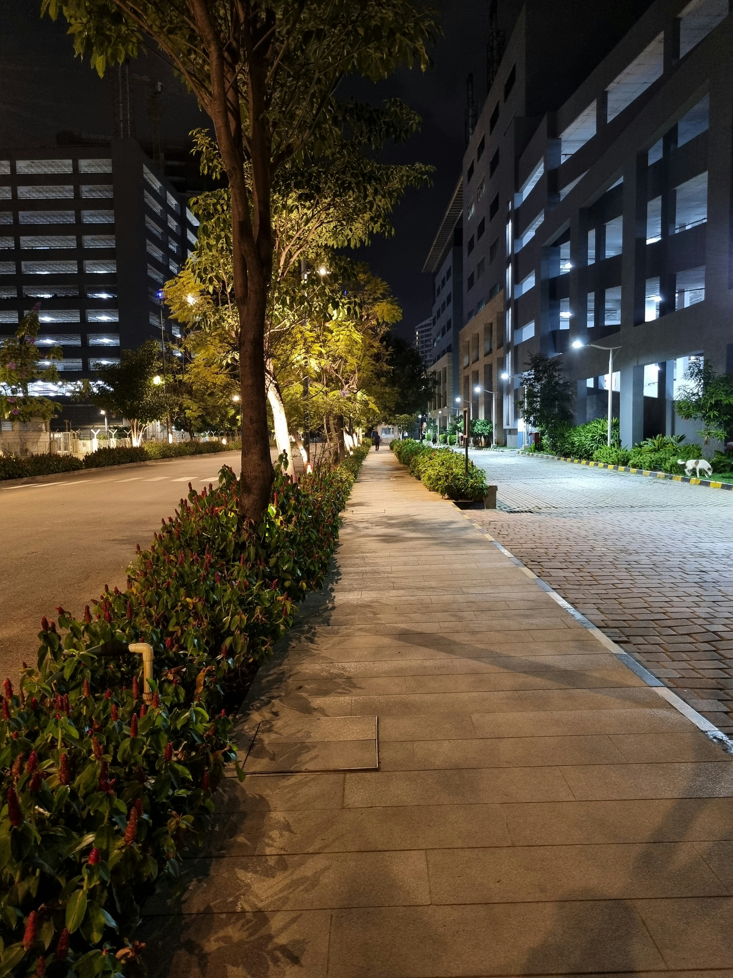 Neon Quiet: Night Walk Along a Tree-Lined Urban Corridor
