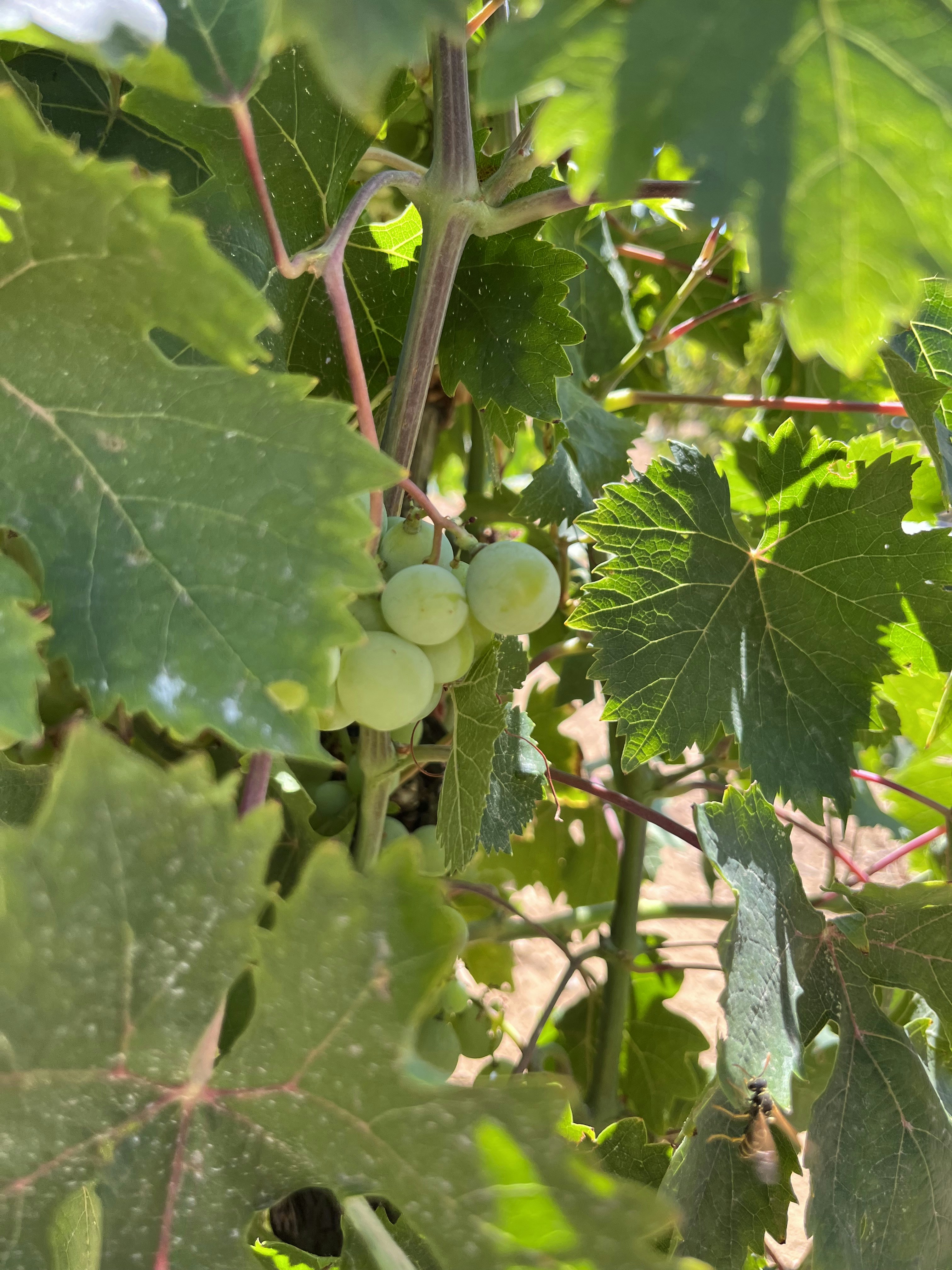 A bunch of grapes growing on a vine photo – Free Plant Image on Unsplash