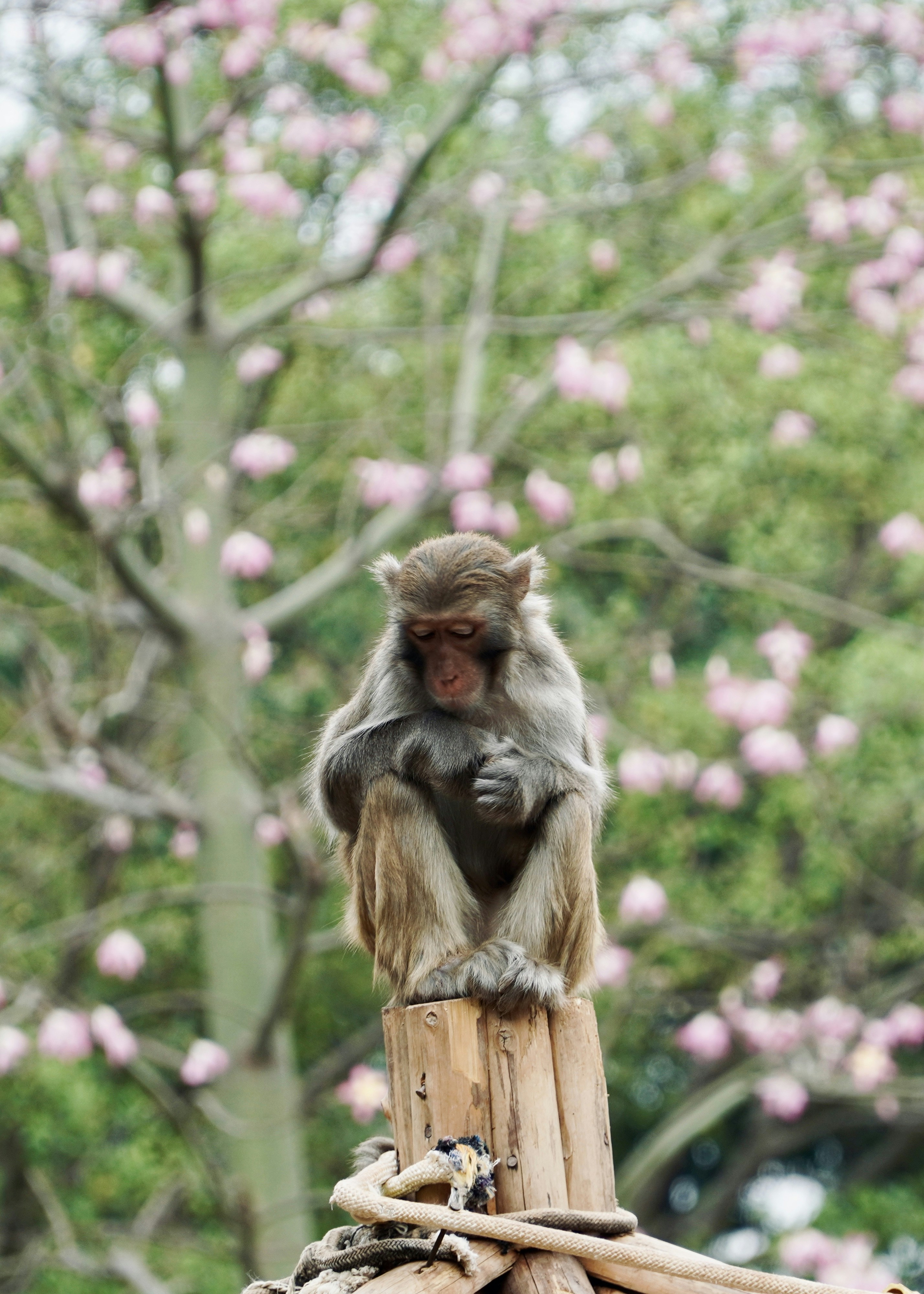 Macaque on a Weathered Post, Framed by Spring Blossom
