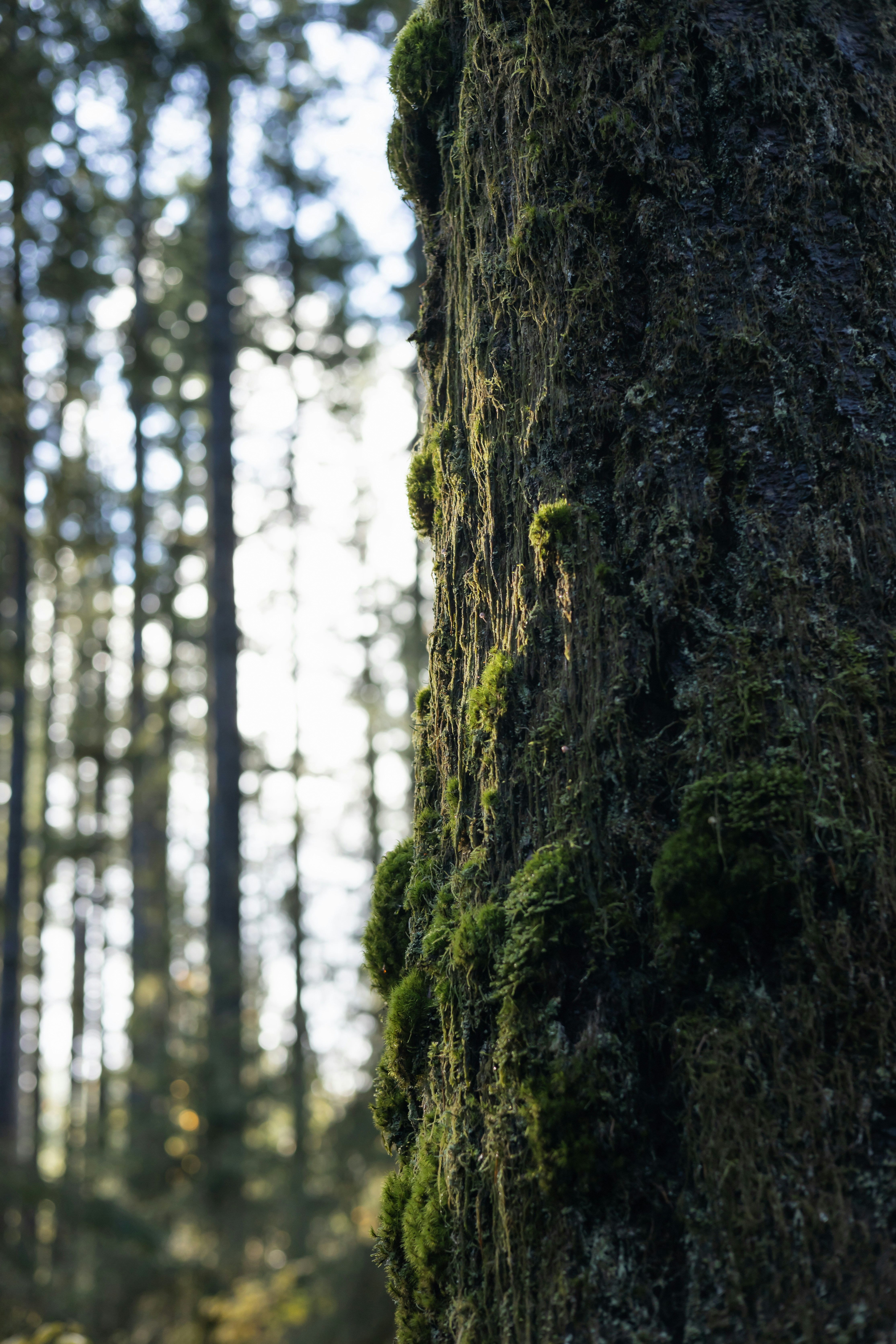 A moss covered tree trunk in a forest photo – Free Forest Image on Unsplash
