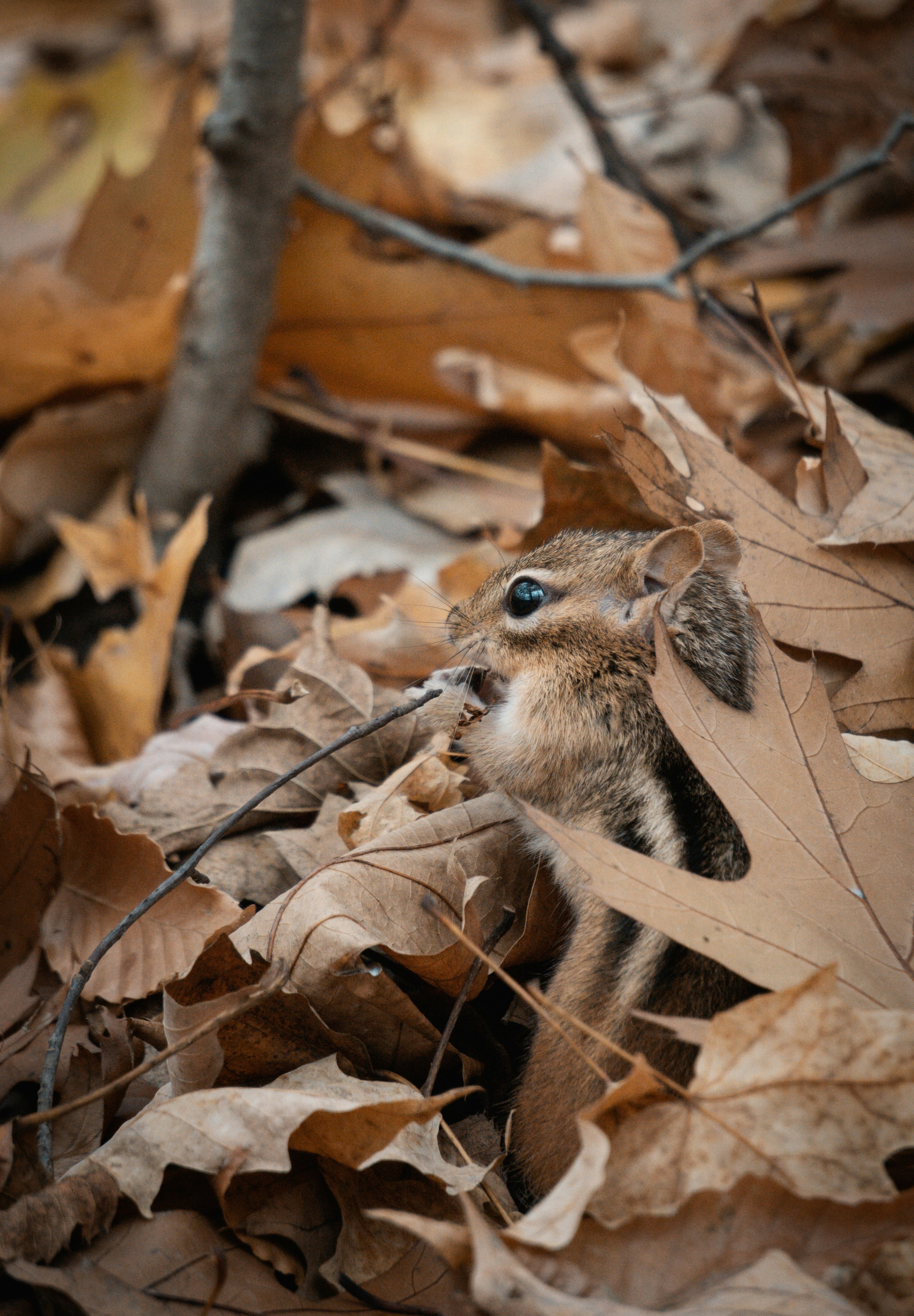 Whiskered Scout in a Veil of Autumn Leaves